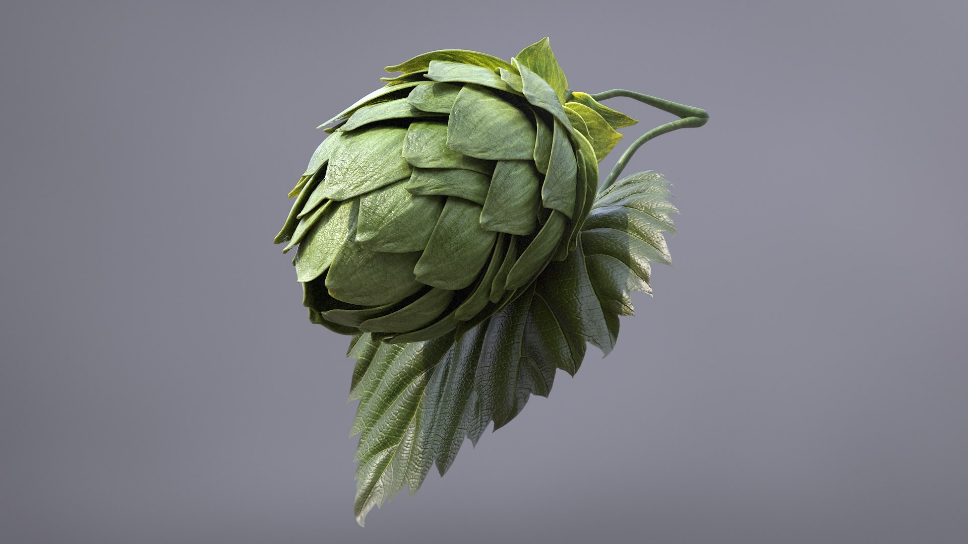 3D model hops real bract - TurboSquid 1530564