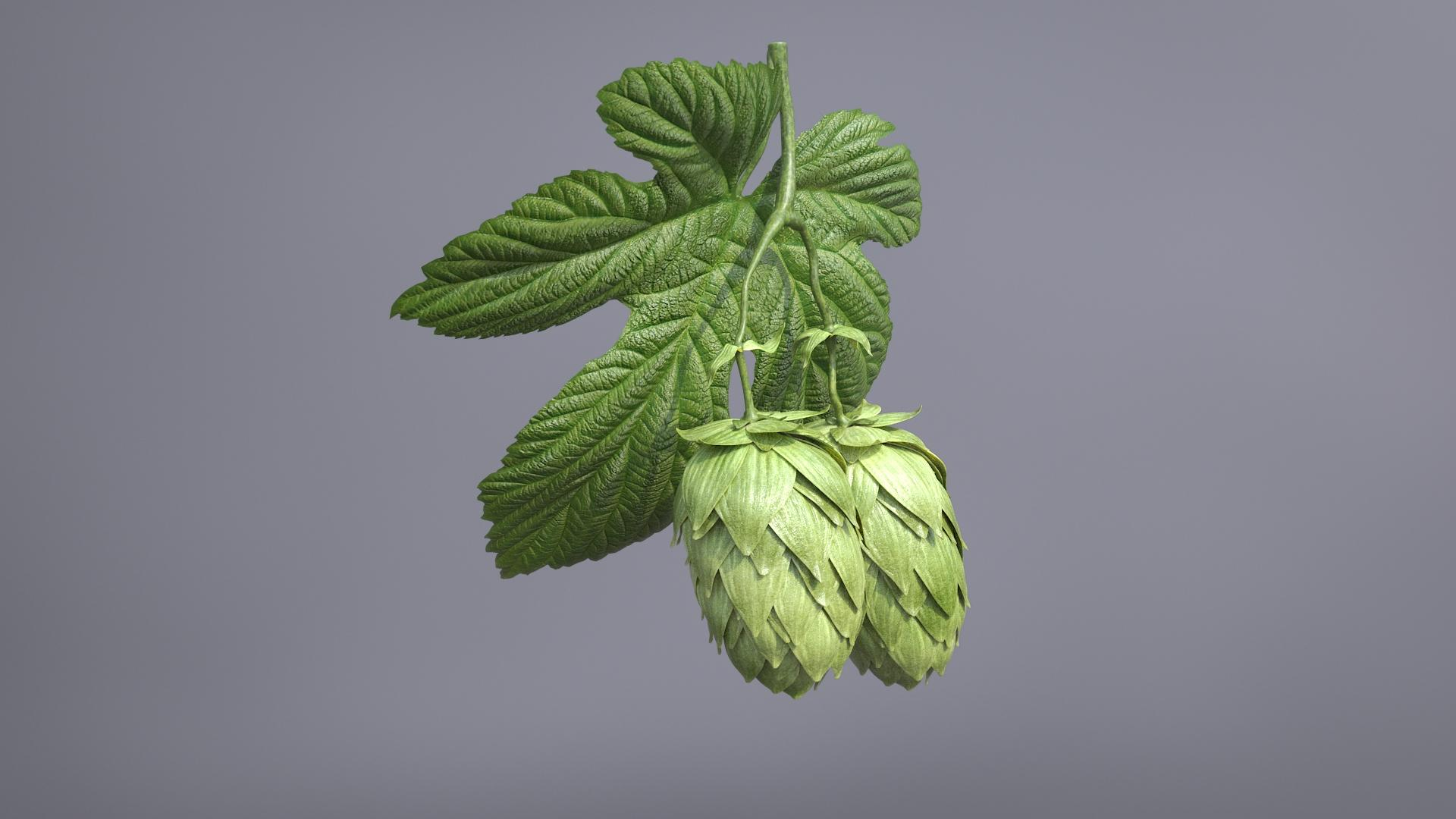 3D model hops real bract - TurboSquid 1530564