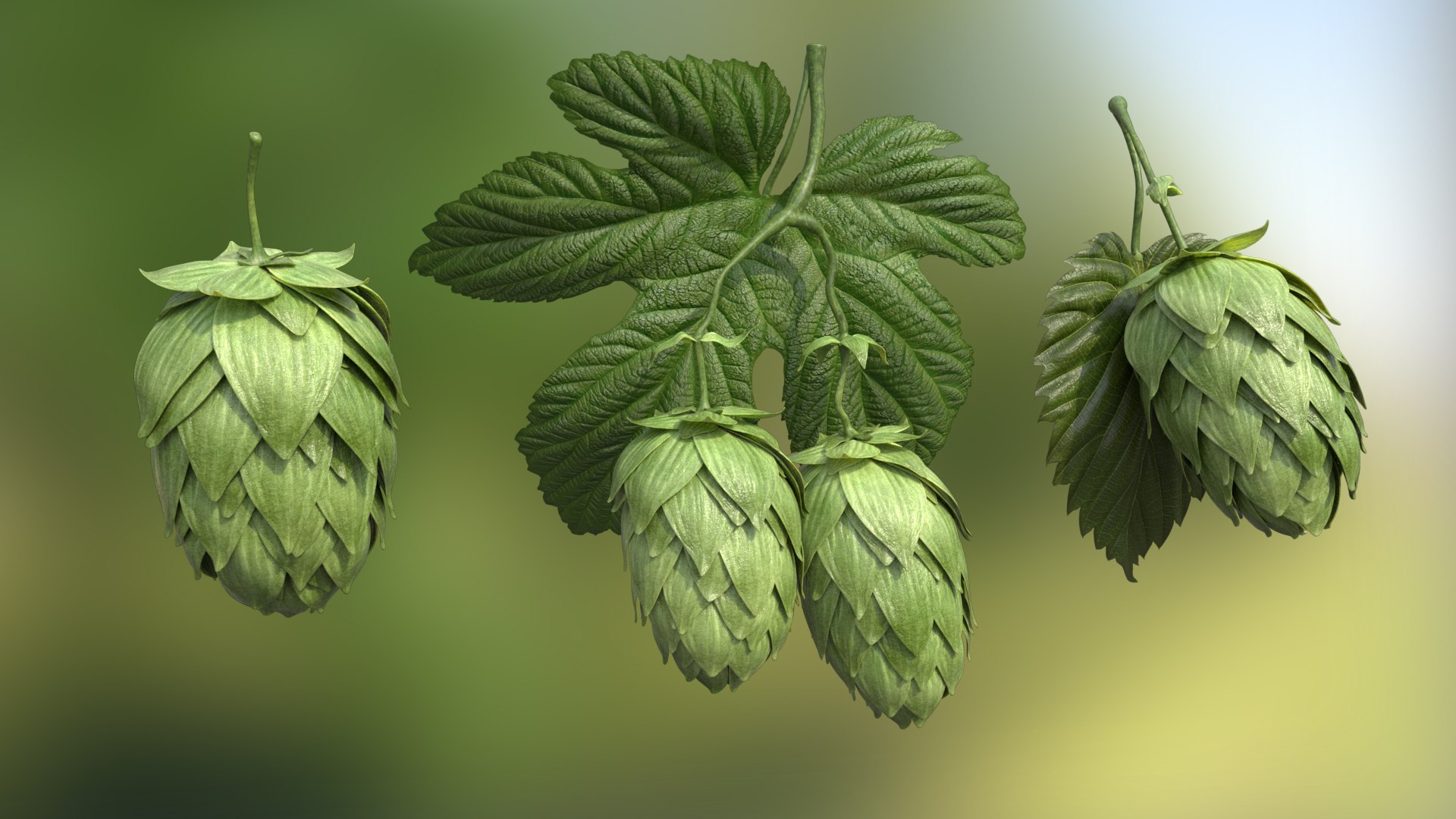 3D model hops real bract - TurboSquid 1530564