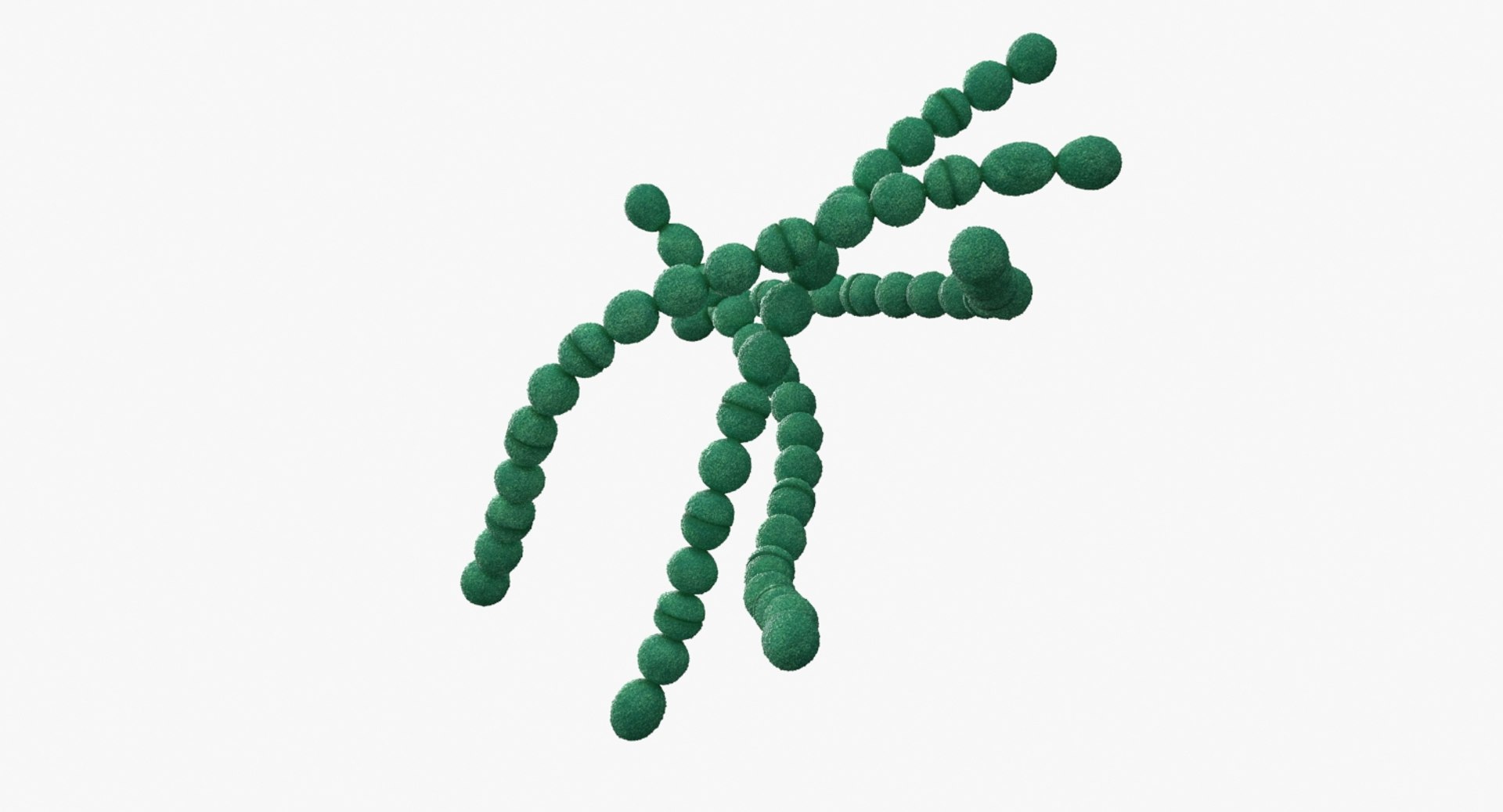 3D Streptococcus Pyogenes Bacteria - TurboSquid 1303610