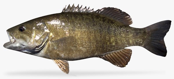 3D pacific bearded brotula clarkae - TurboSquid 1364283