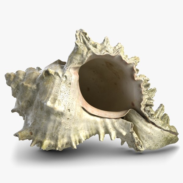 3D seashell noble volute cymbiola - TurboSquid 1170738