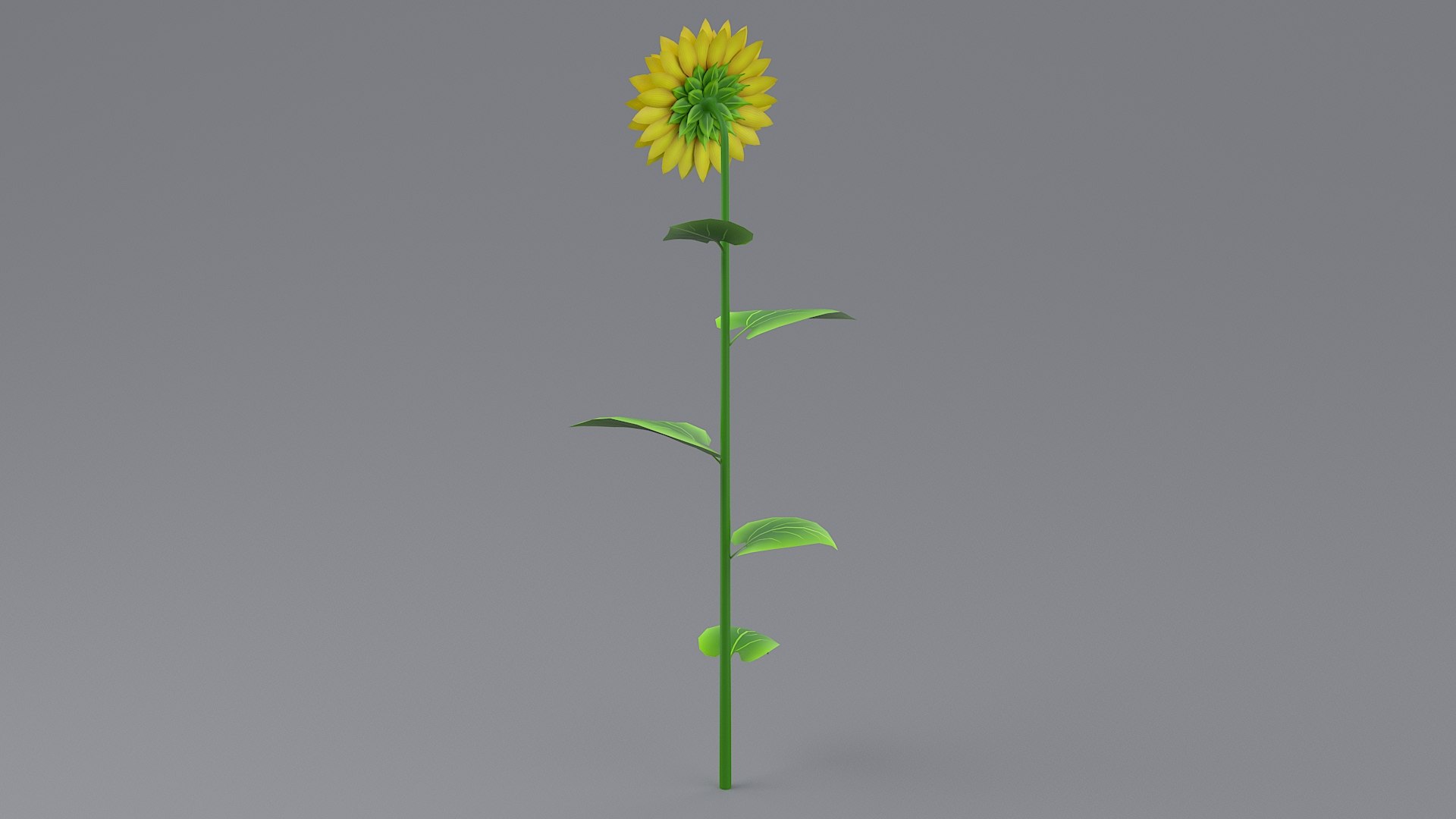 Cartoon Sunflower 01 3D Model - TurboSquid 2049056