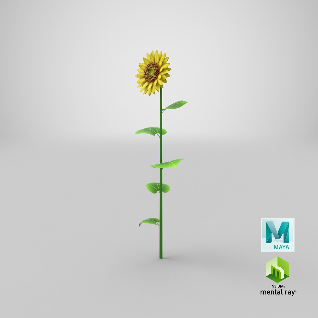 Cartoon Sunflower 01 3D Model - TurboSquid 2049056
