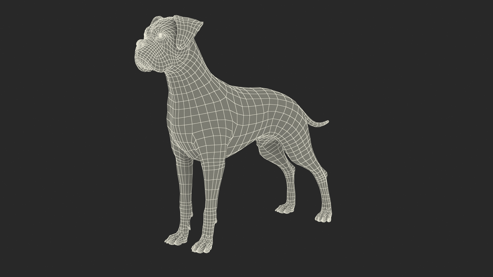 Boxer Dog Rigged For Maya 3D - TurboSquid 2259968