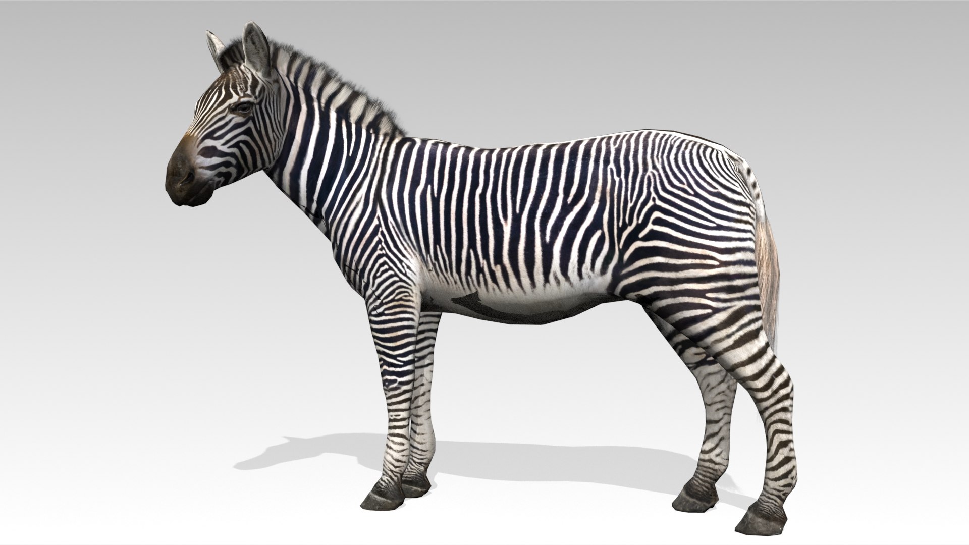 3D Zebra Animated - TurboSquid 2256363