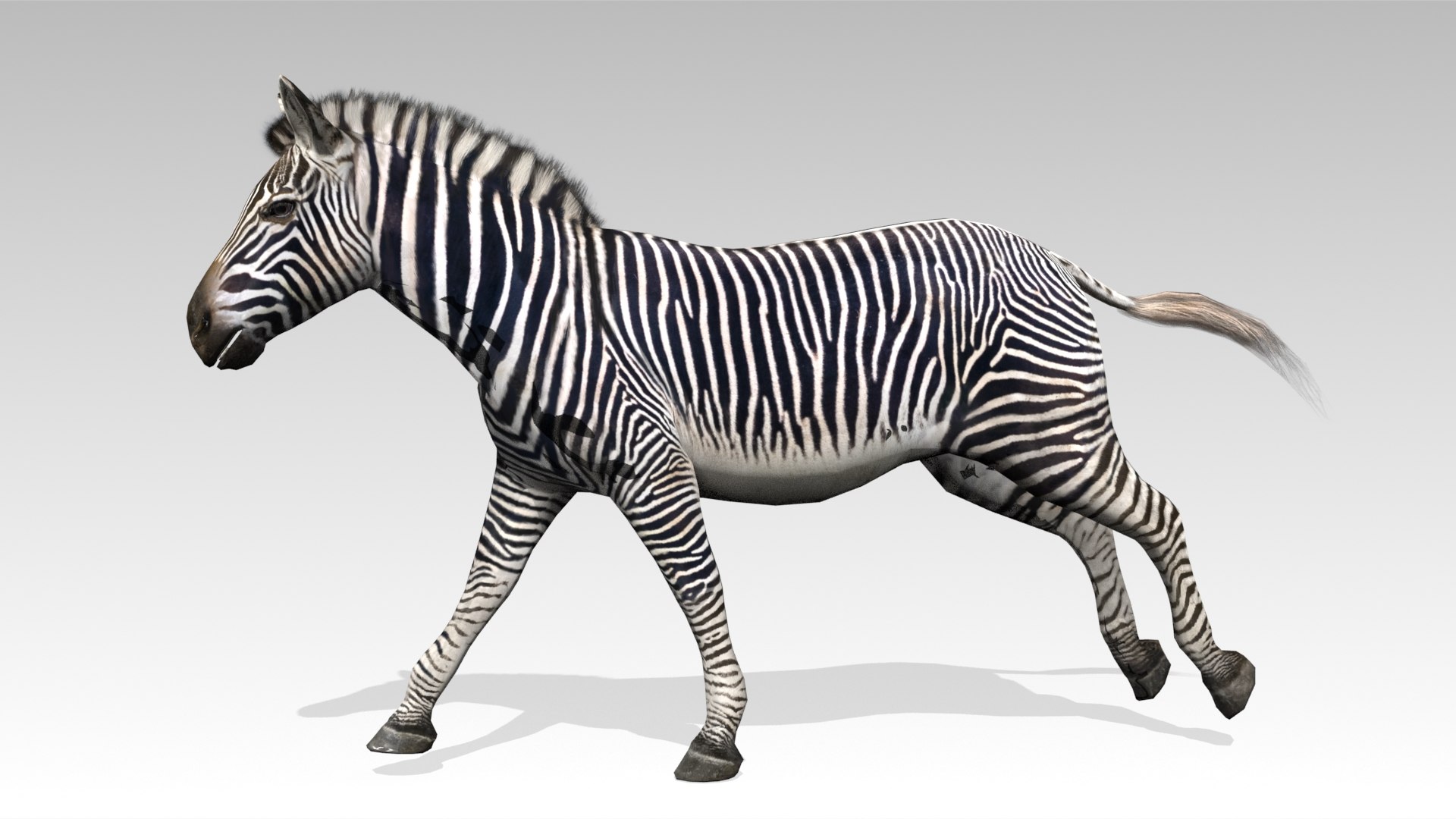 3D Zebra Animated - TurboSquid 2256363