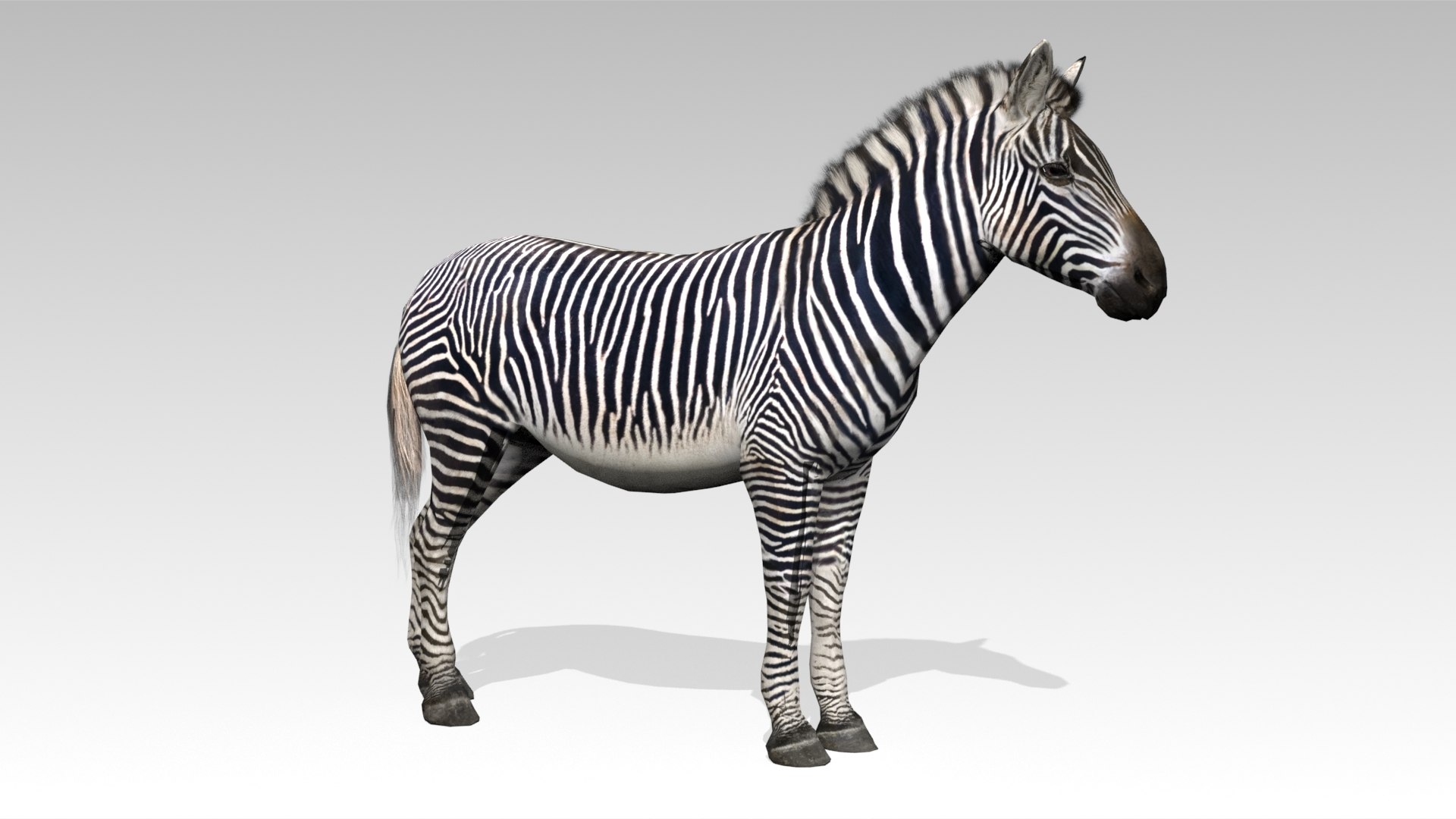 3D Zebra Animated - TurboSquid 2256363