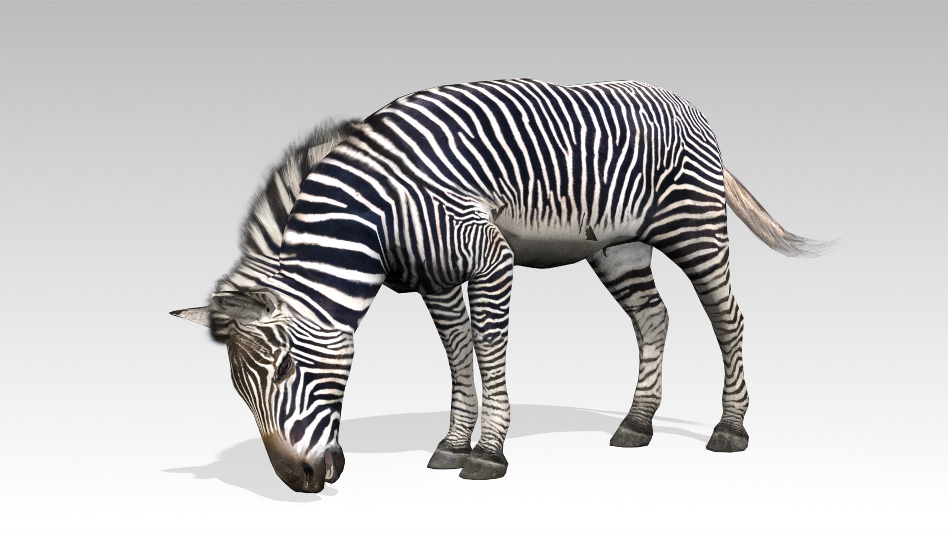 3D Zebra Animated - TurboSquid 2256363