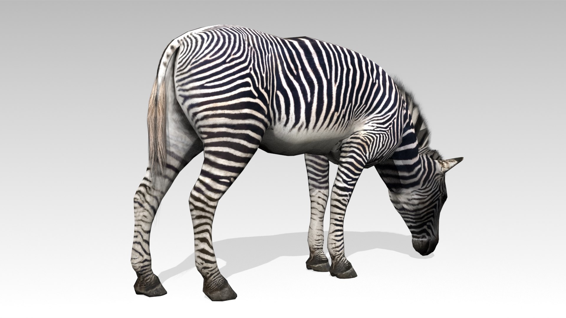 3D Zebra Animated - TurboSquid 2256363