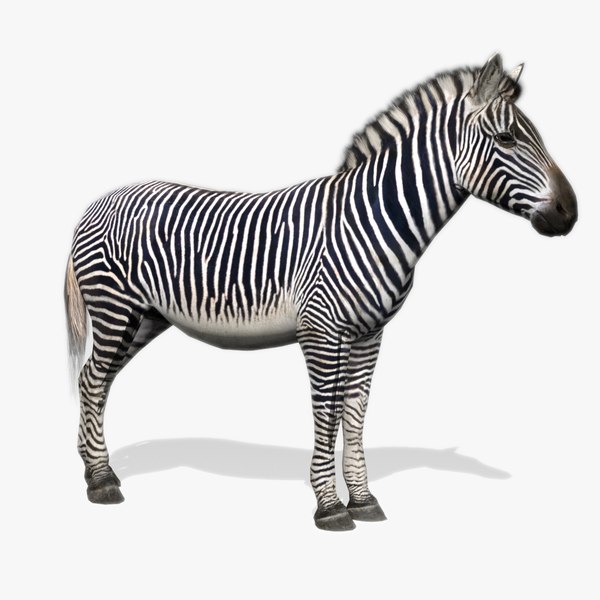 modelo 3d cebra animada - TurboSquid 2256363