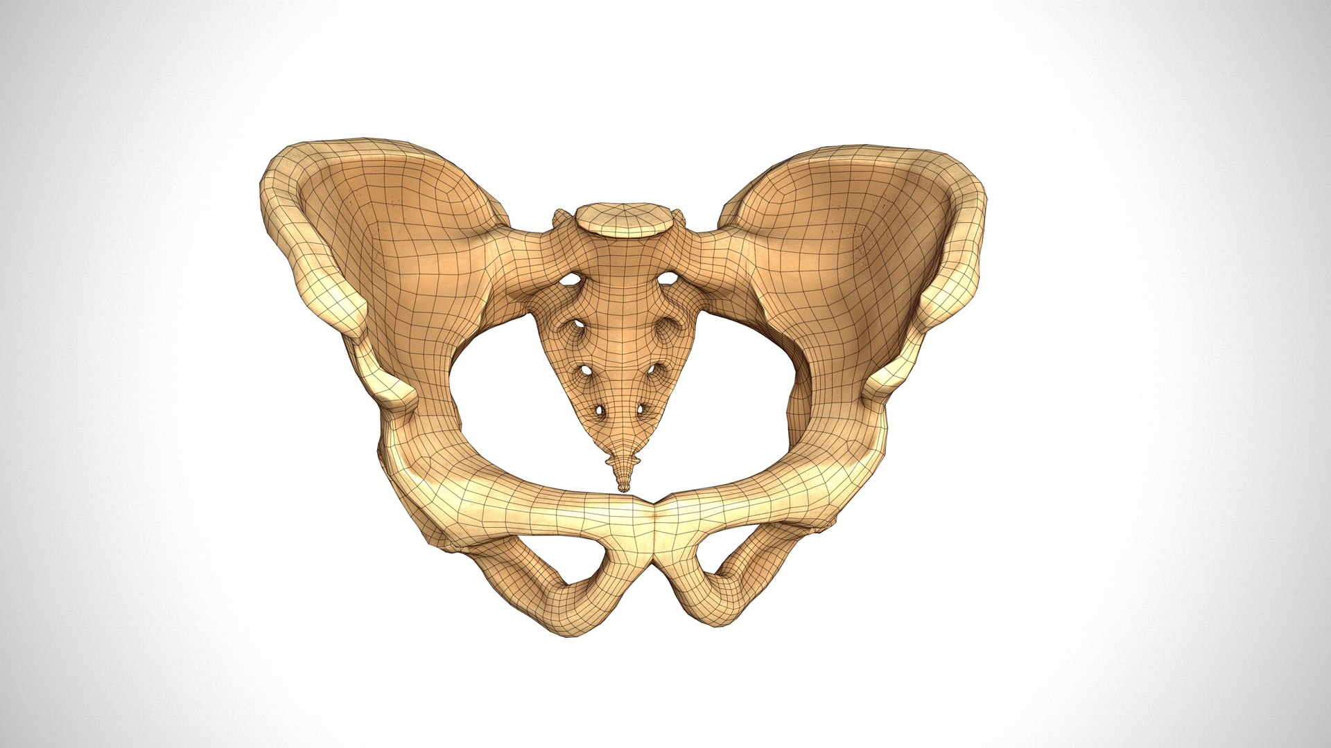 Human Pelvis Low Poly 3D Model - TurboSquid 1873259