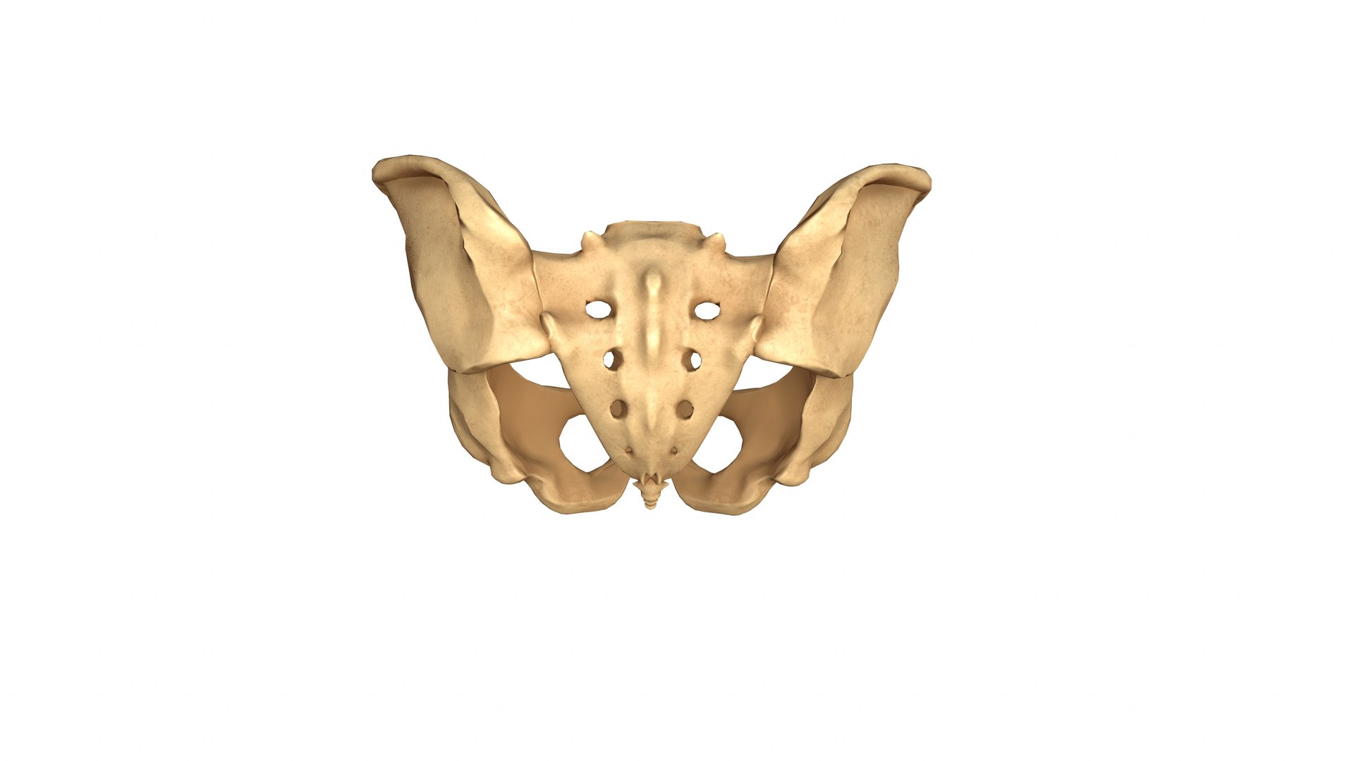 Human Pelvis Low Poly 3D Model - TurboSquid 1873259