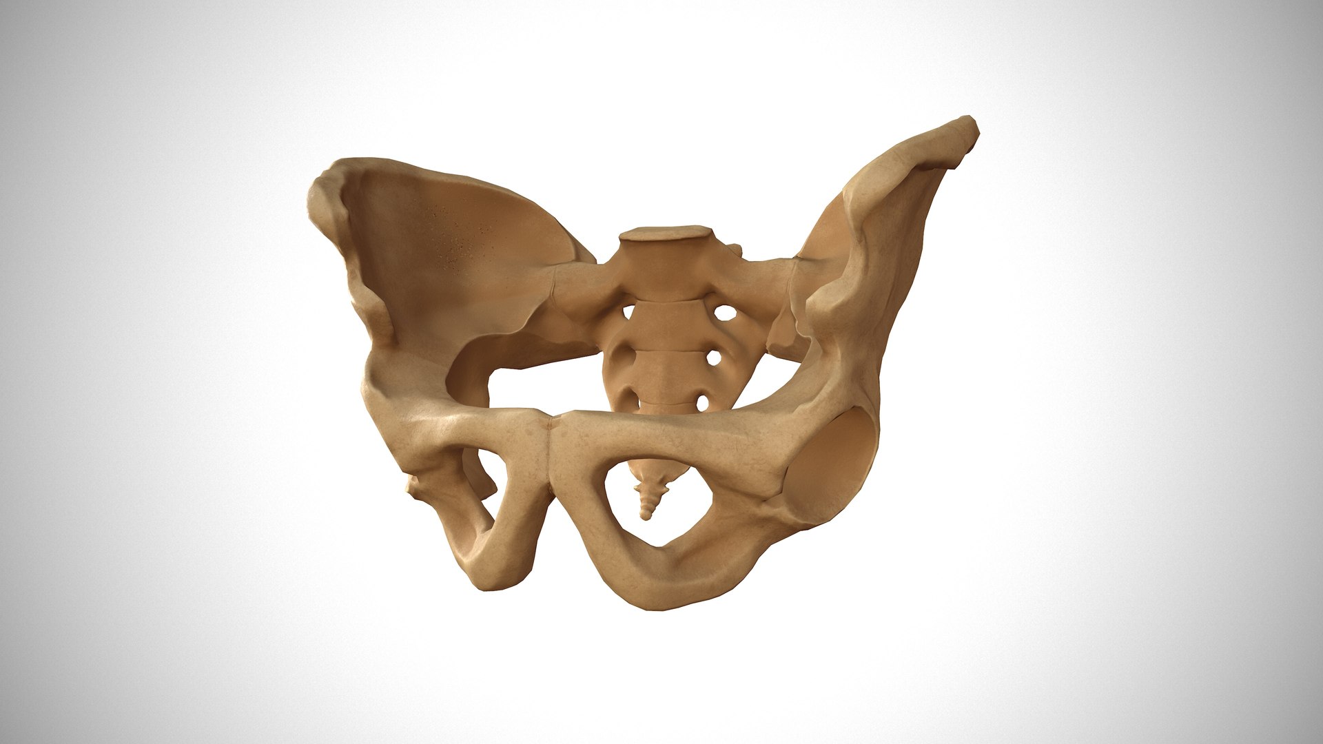 Human Pelvis Low Poly 3D Model - TurboSquid 1873259