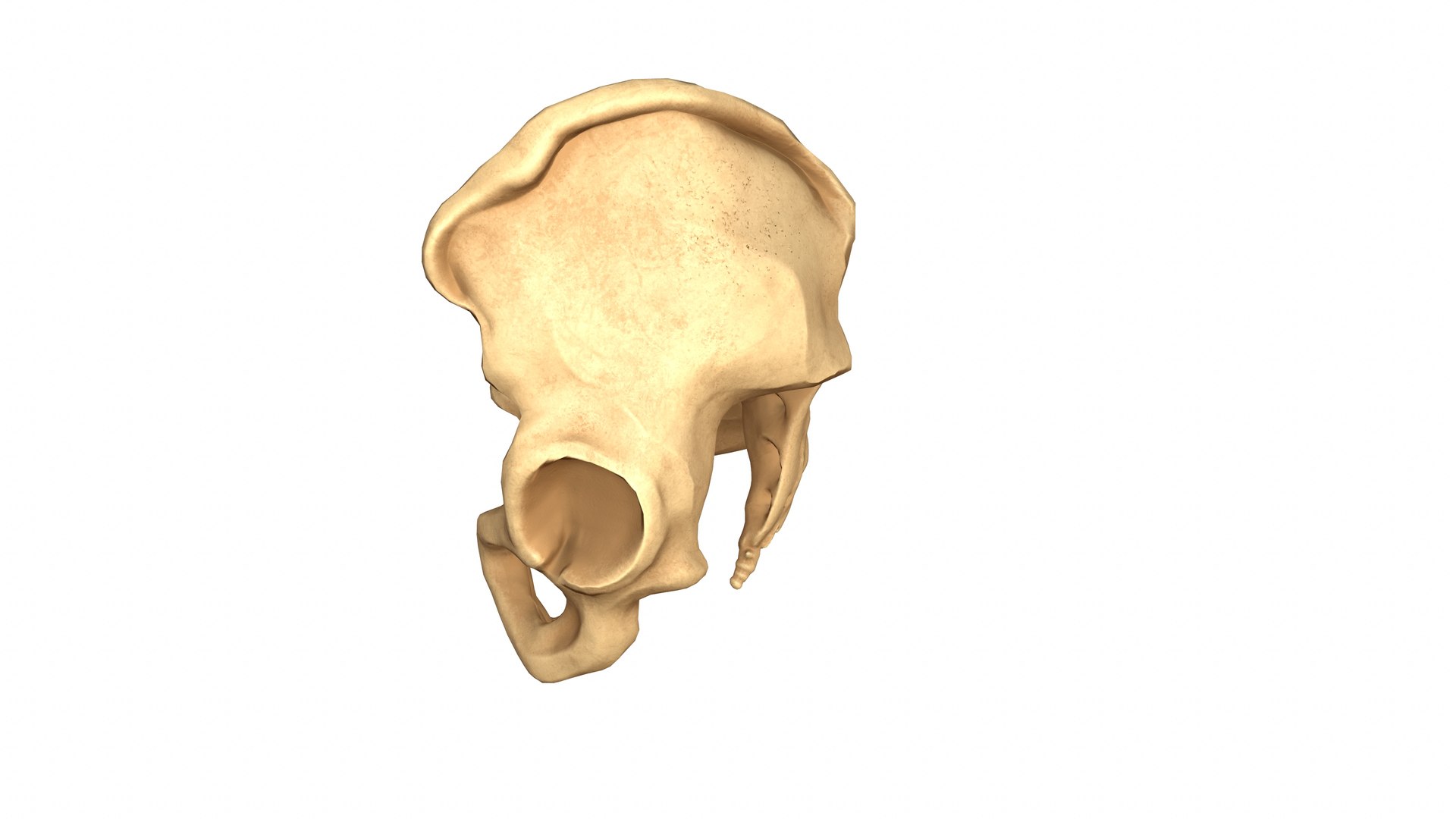 Human Pelvis Low Poly 3D Model - TurboSquid 1873259