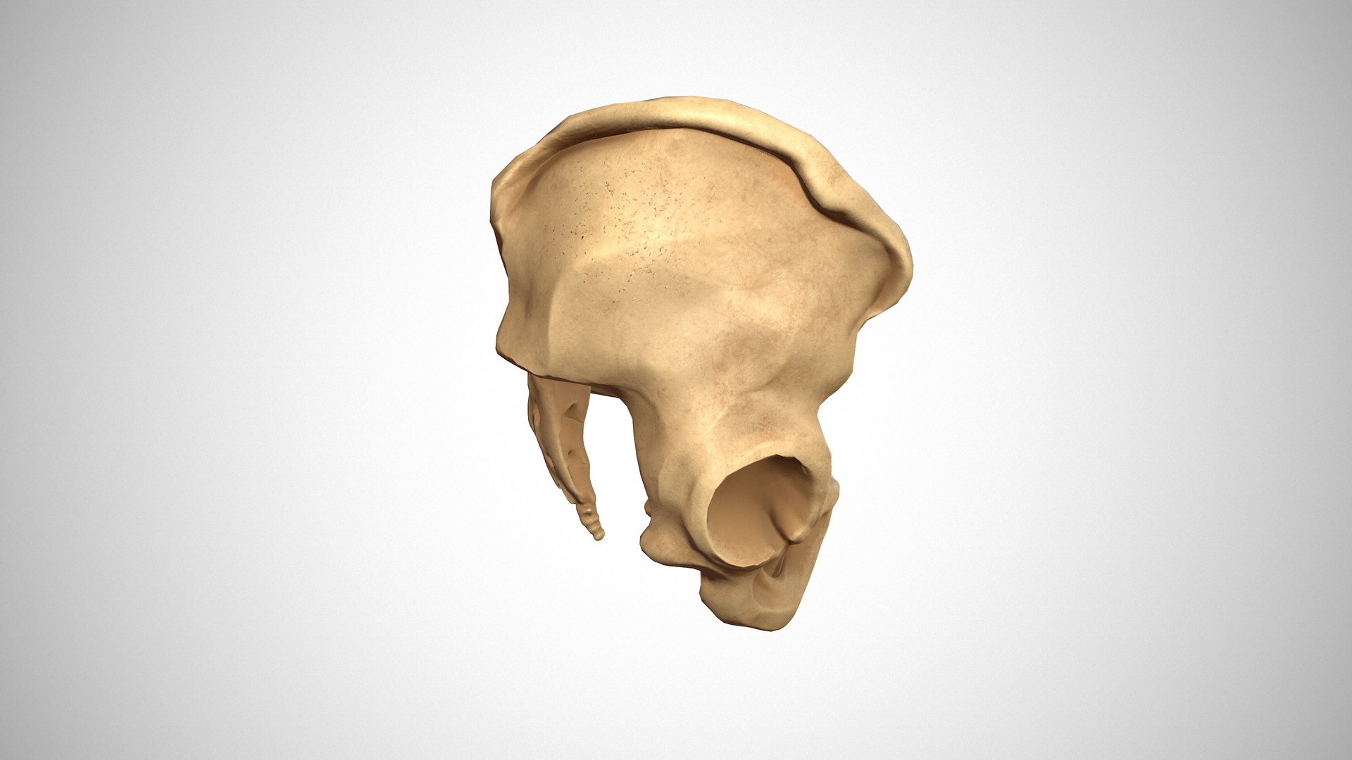 Human Pelvis Low Poly 3D Model - TurboSquid 1873259