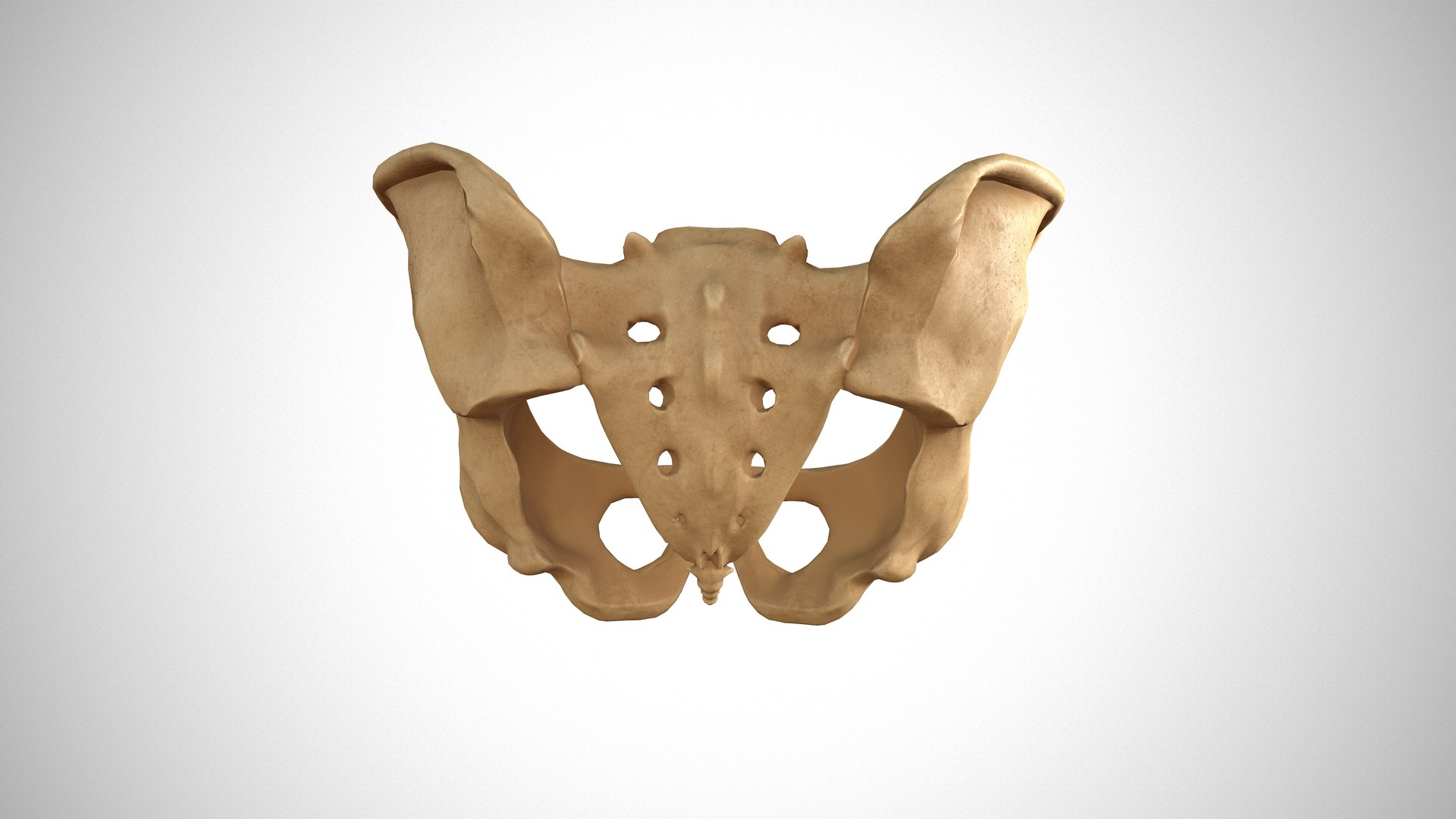 Human Pelvis Low Poly 3D Model - TurboSquid 1873259