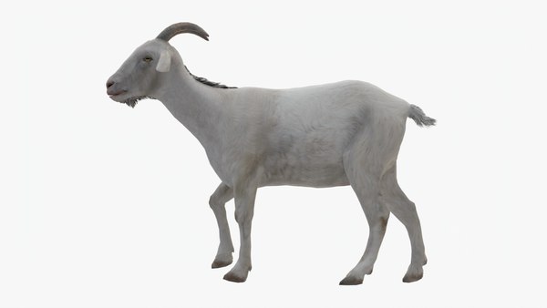 3D Lowpoly Goat - TurboSquid 1992311