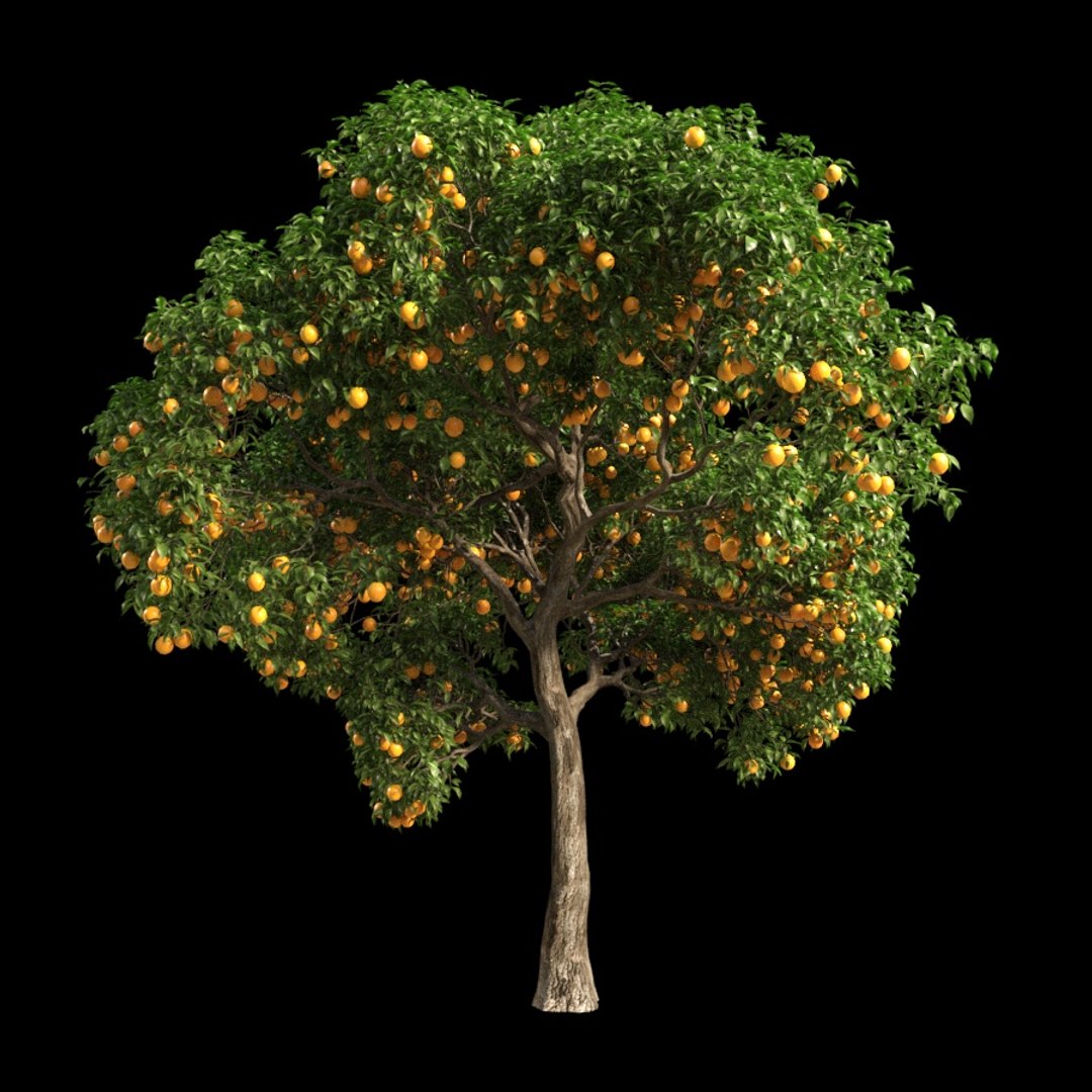 3D Fruit Tree Orange Model - TurboSquid 1336940
