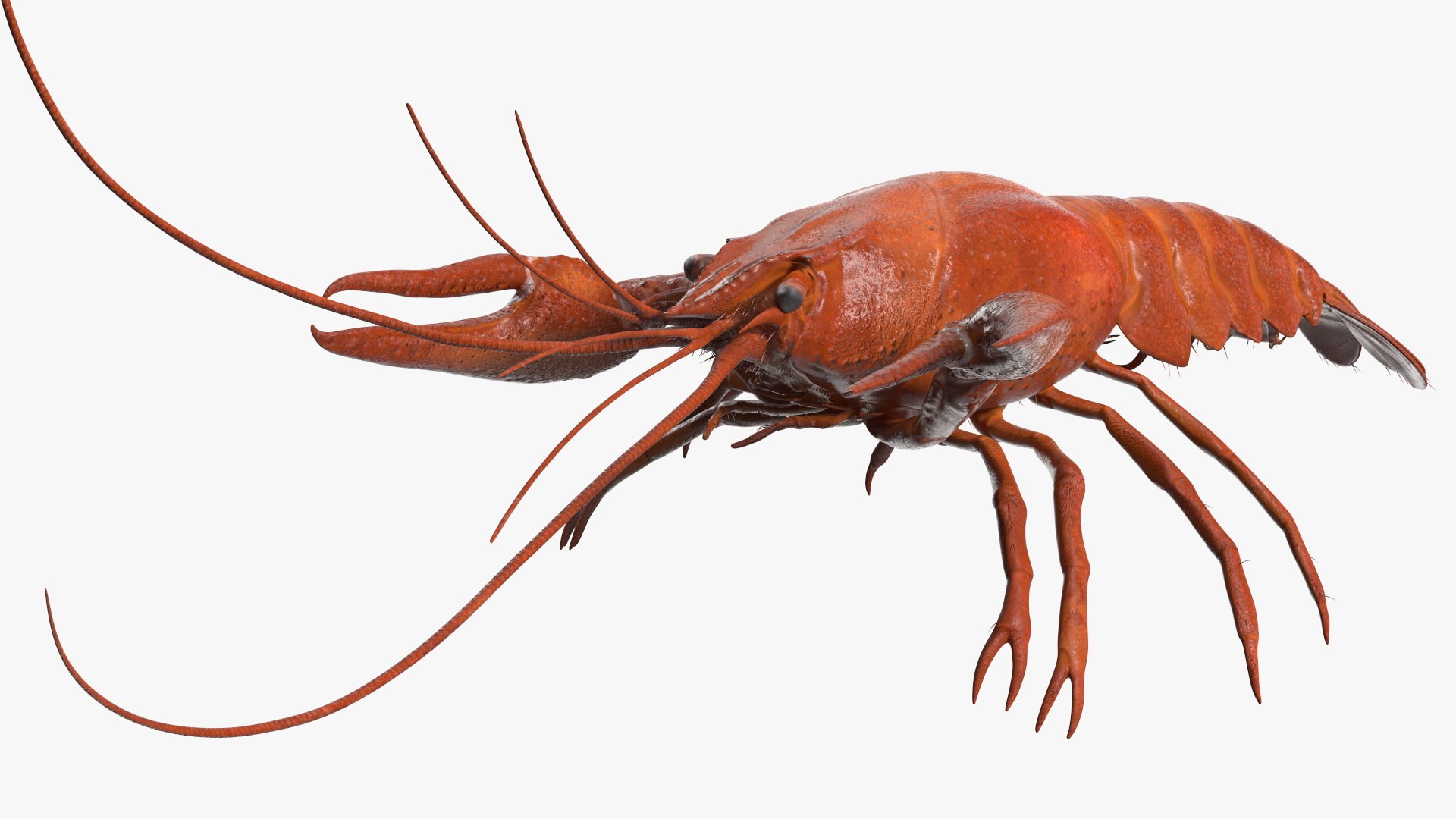 Crawfish Boiled Rigged 3D - TurboSquid 2163519