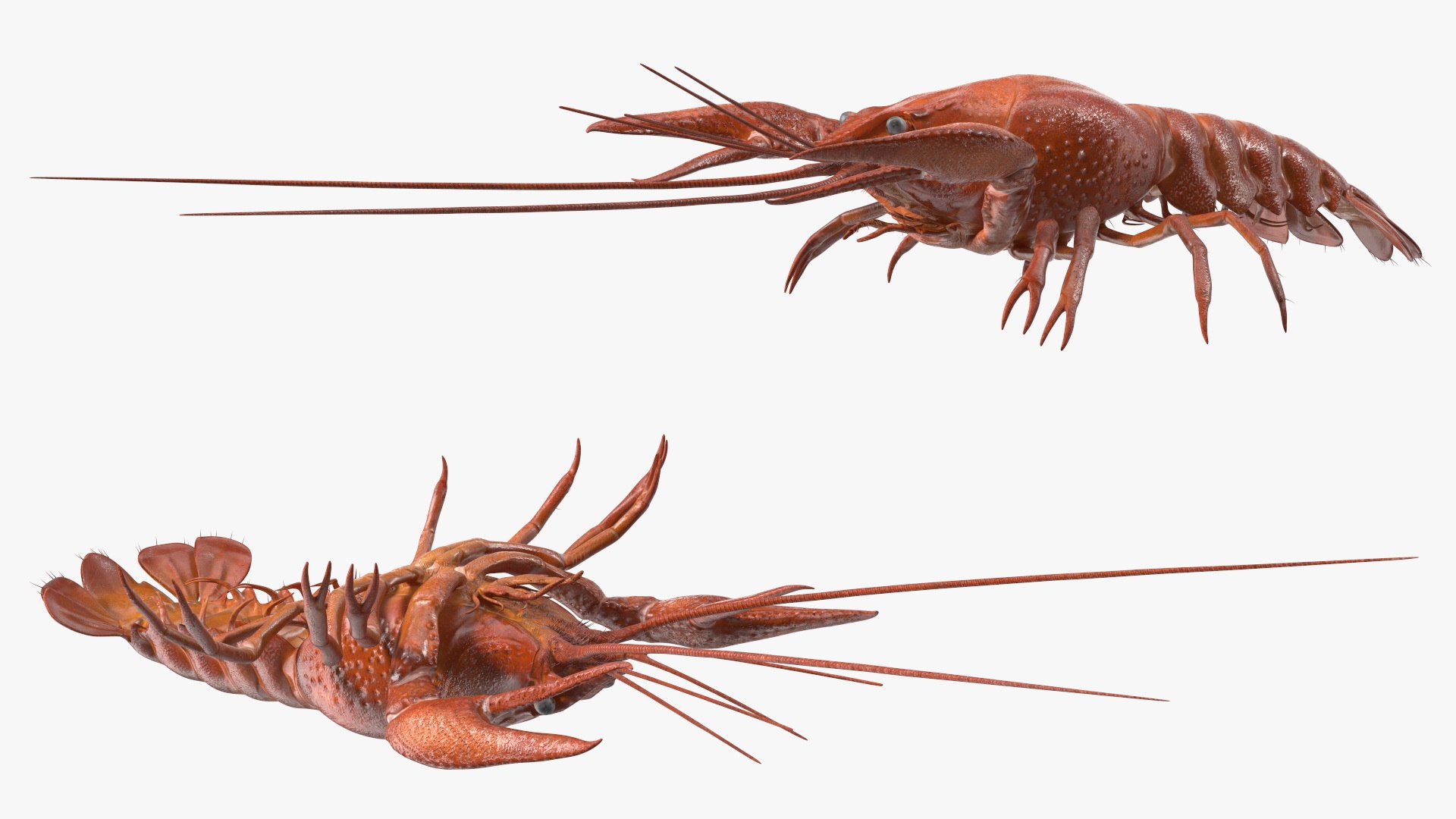 Crawfish Boiled Rigged 3D - TurboSquid 2163519