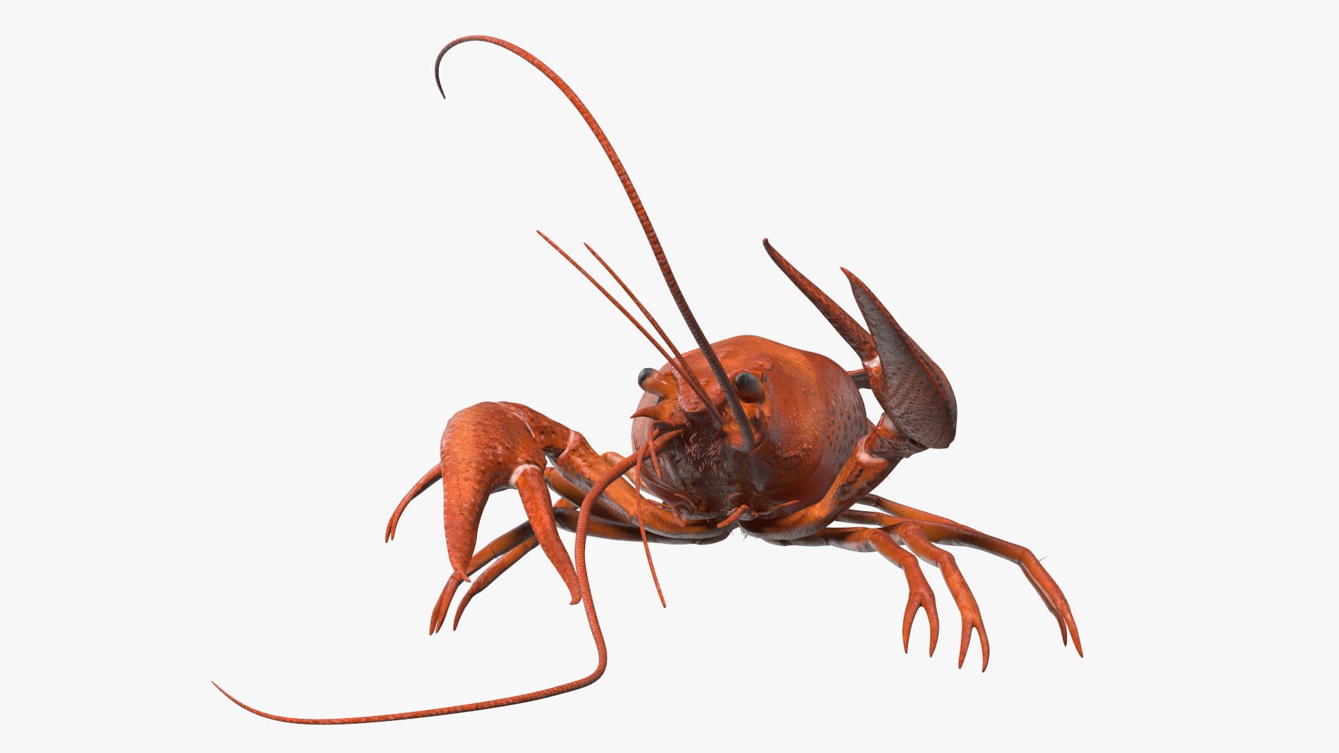 Crawfish Boiled Rigged 3D - TurboSquid 2163519