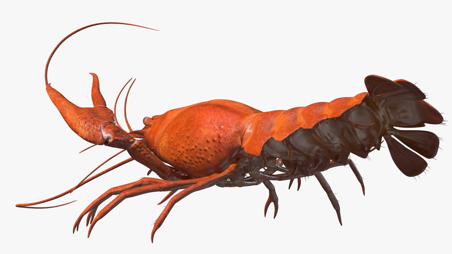 Crawfish Boiled Rigged 3D - TurboSquid 2163519