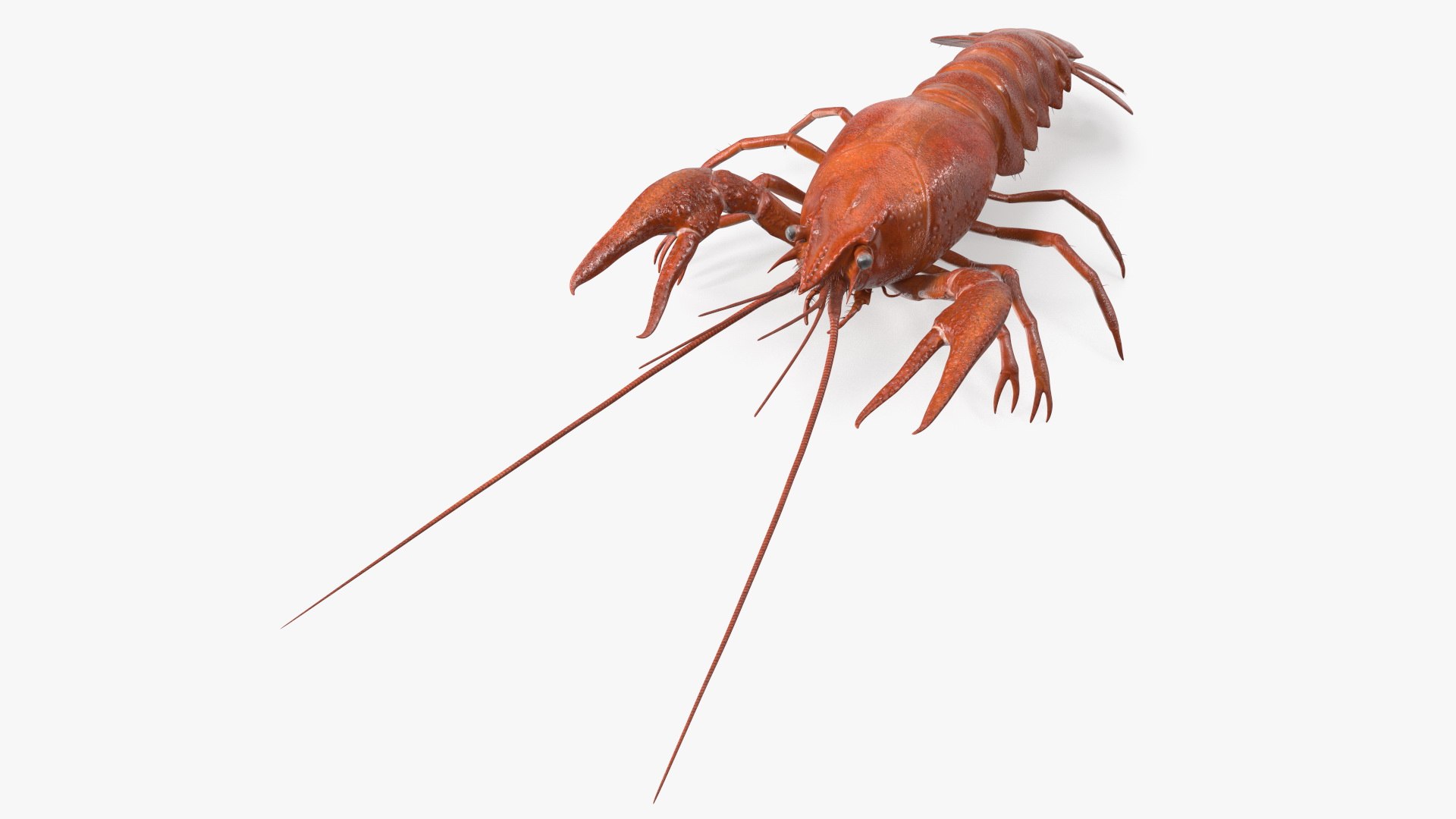 Crawfish Boiled Rigged 3D - TurboSquid 2163519