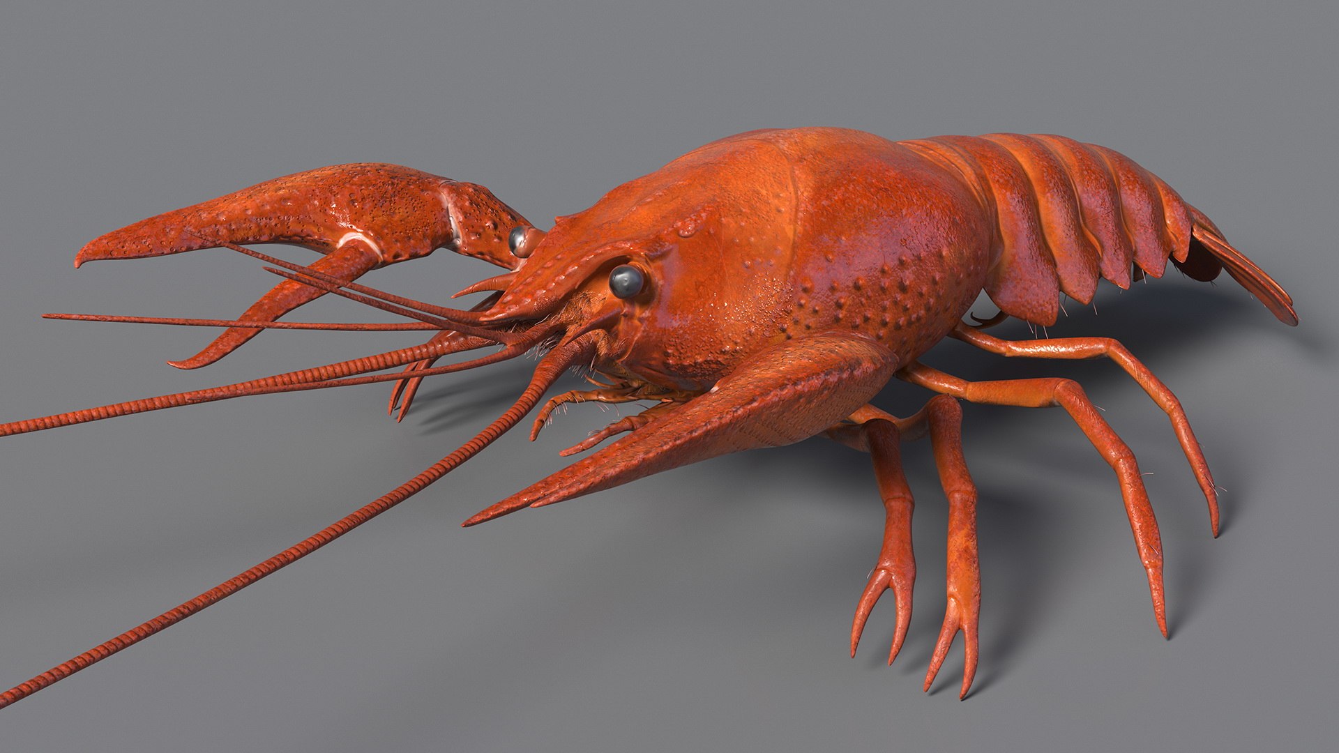 Crawfish Boiled Rigged 3D - TurboSquid 2163519