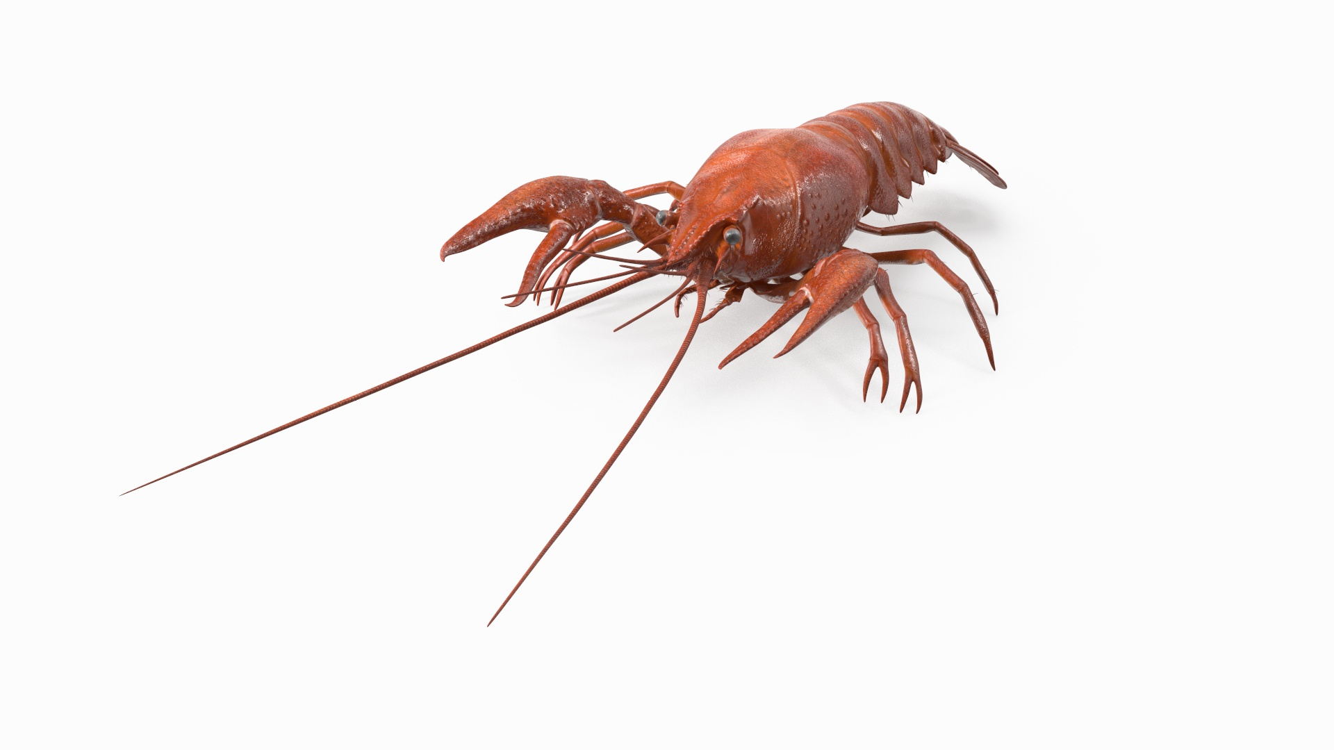 Crawfish Boiled Rigged 3D - TurboSquid 2163519