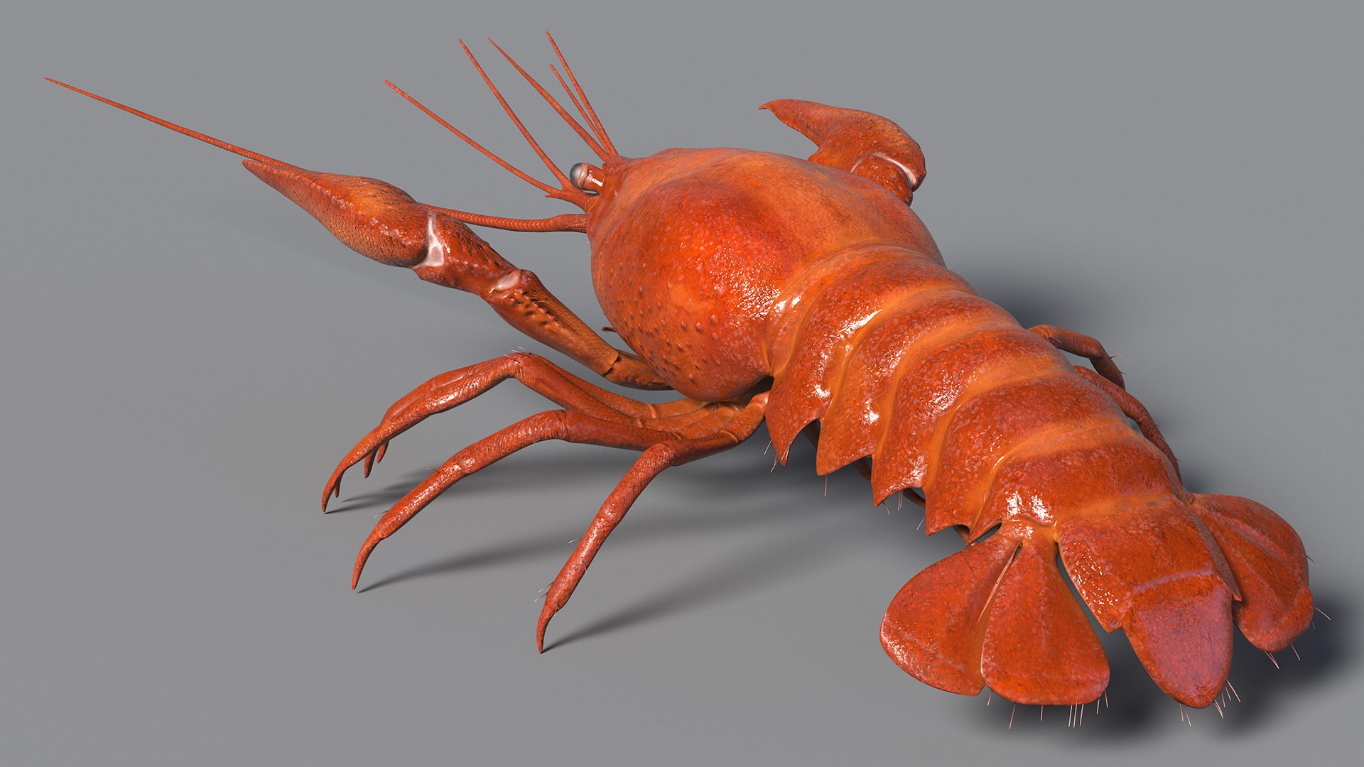 Crawfish Boiled Rigged 3D - TurboSquid 2163519