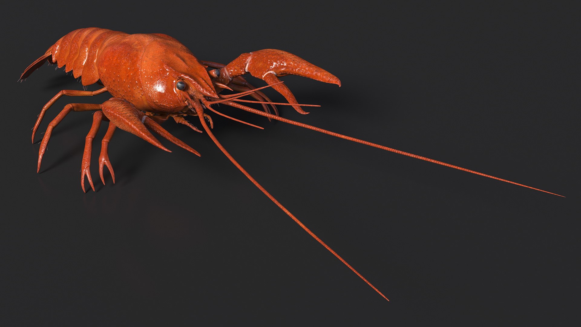 Crawfish Boiled Rigged 3D - TurboSquid 2163519