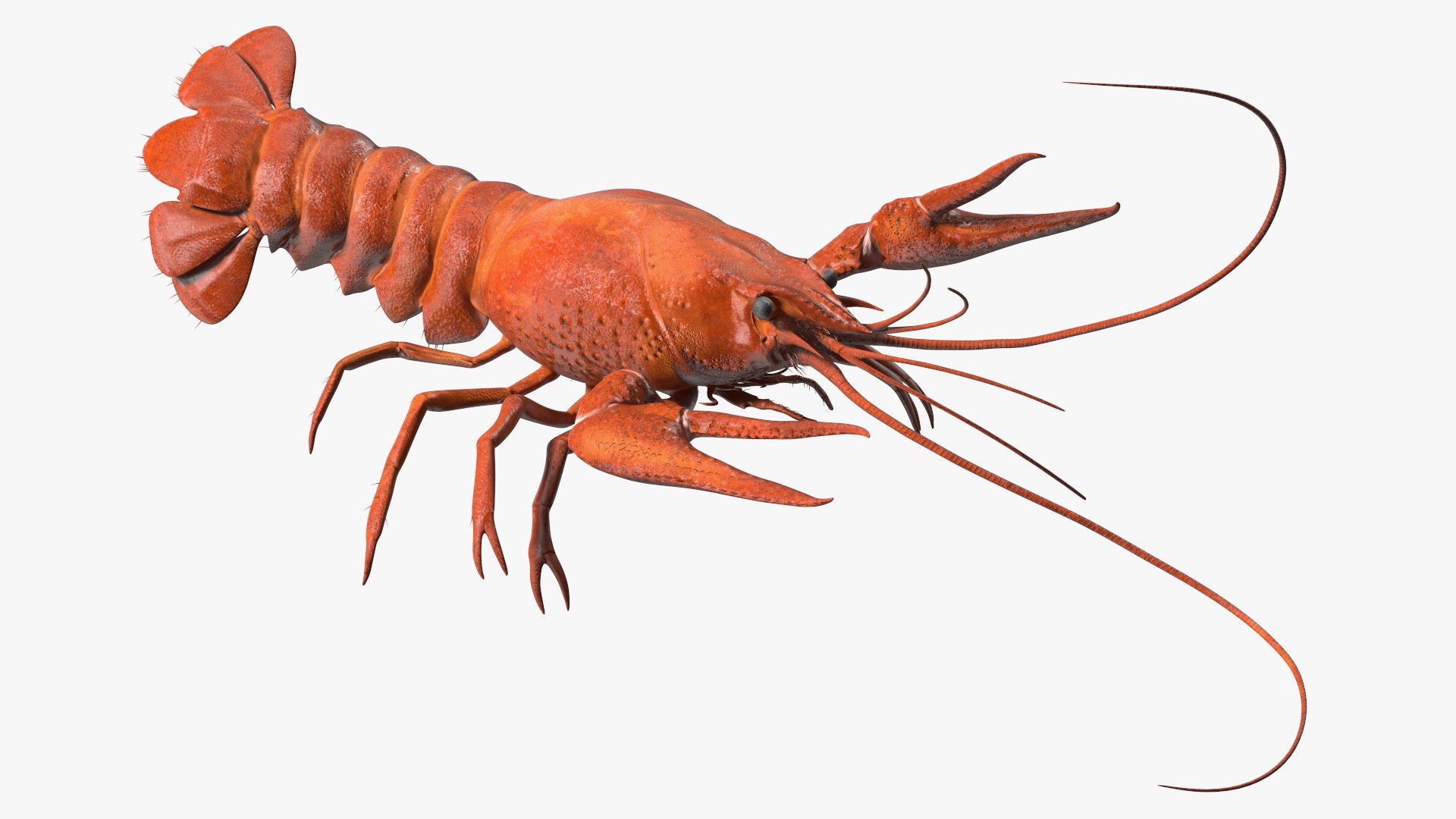 Crawfish Boiled Rigged 3D - TurboSquid 2163519