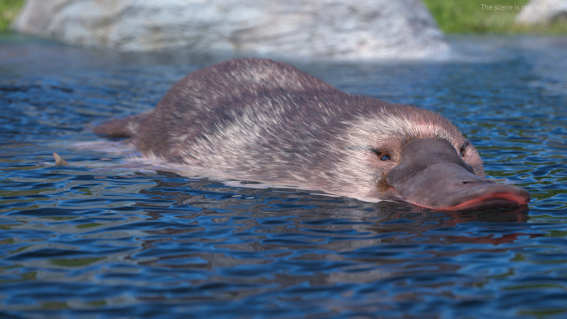 3D model Duck Billed Platypus Fur Rigged - TurboSquid 2154190