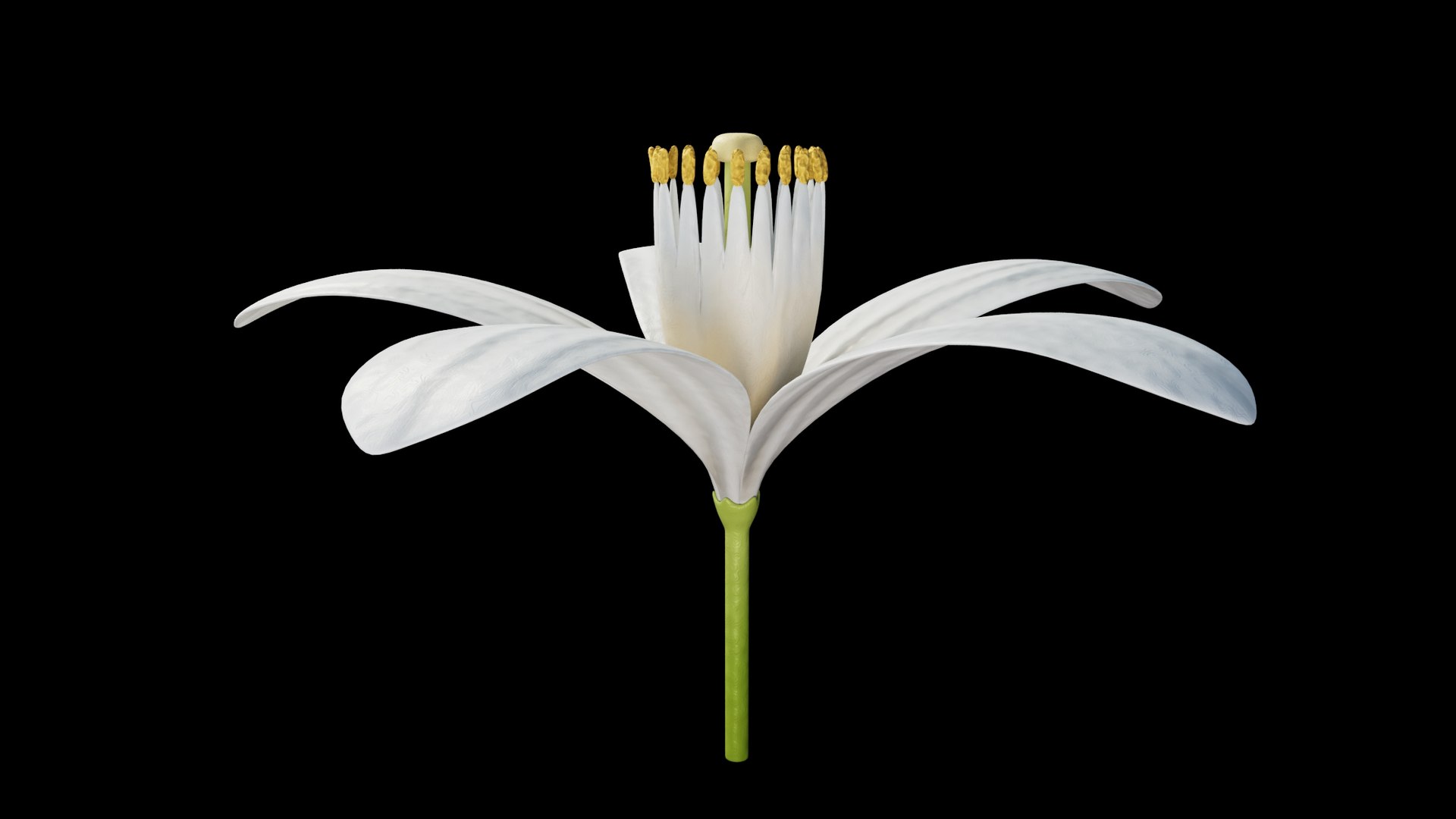 3D Neroli Flower - TurboSquid 2280859