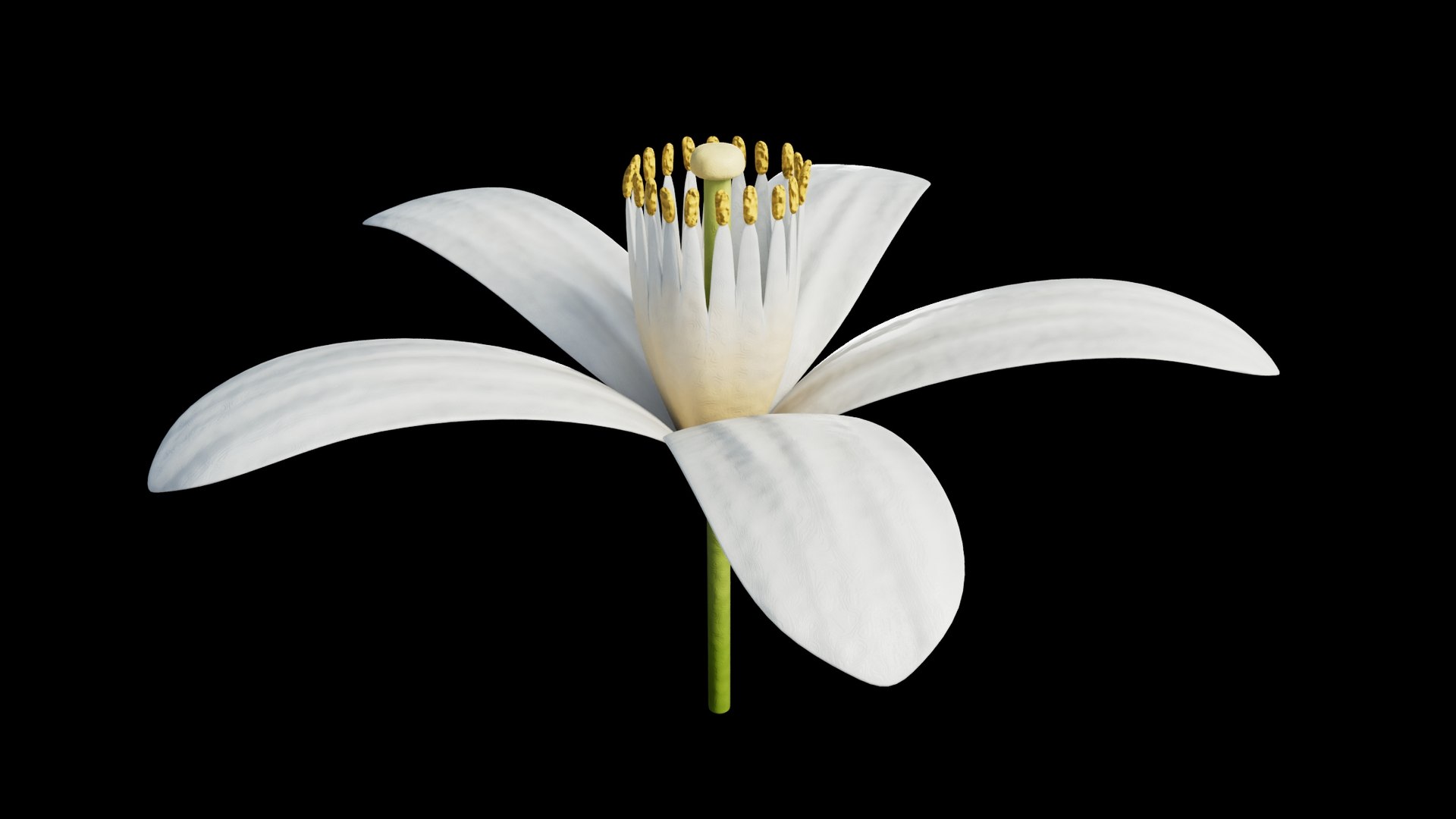 3D Neroli Flower - TurboSquid 2280859