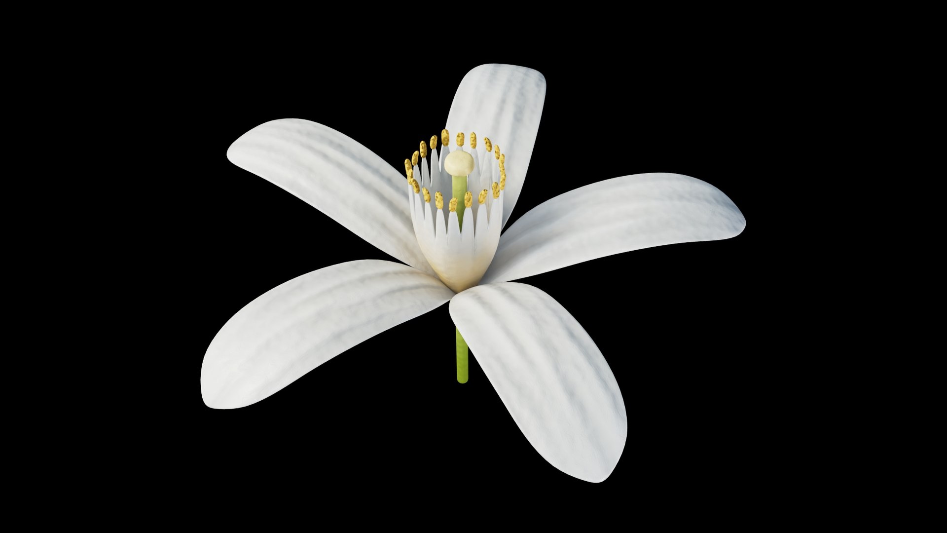3D Neroli Flower - TurboSquid 2280859