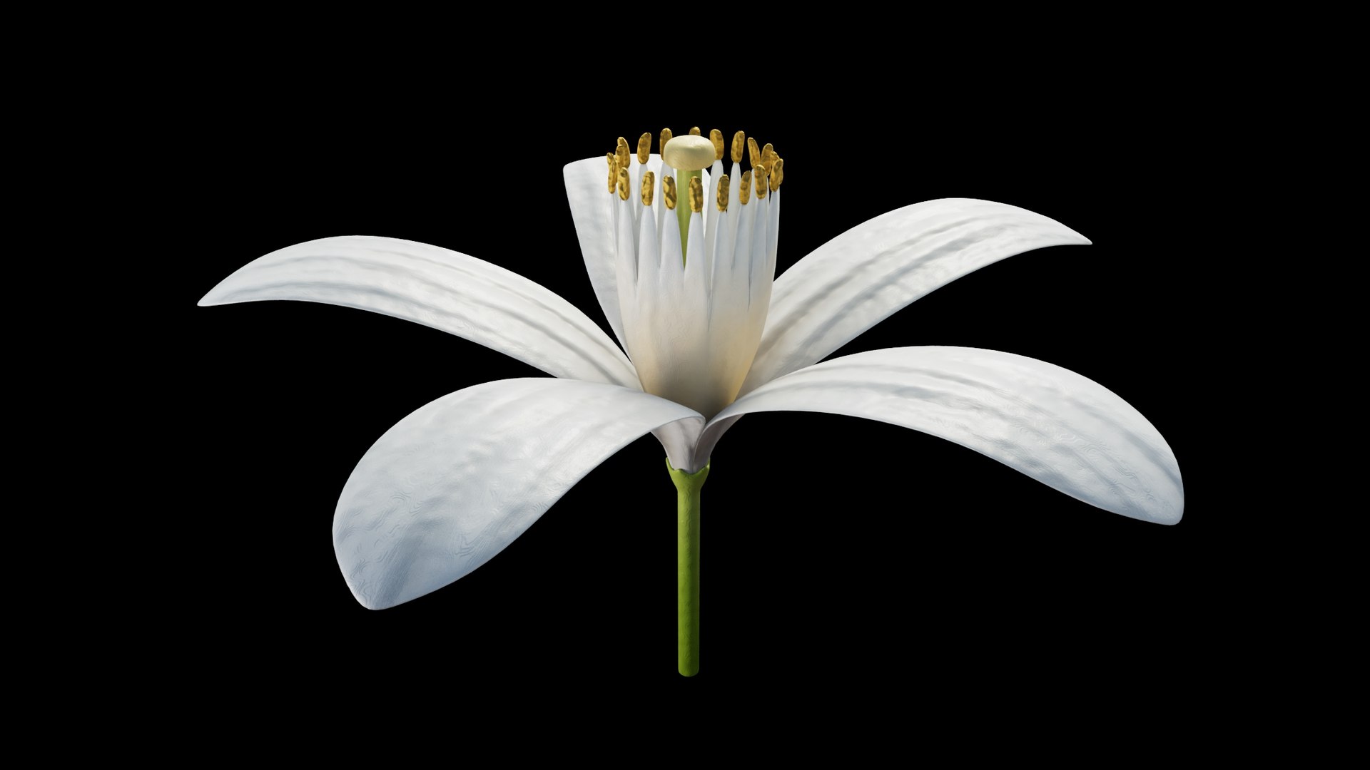 3D Neroli Flower - TurboSquid 2280859