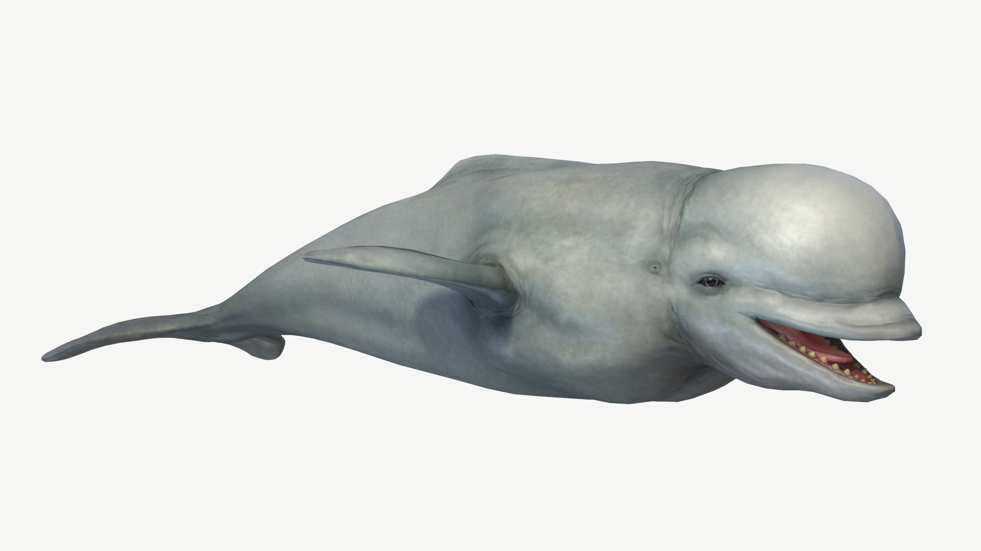 Beluga Whale 3D model - TurboSquid 1966504