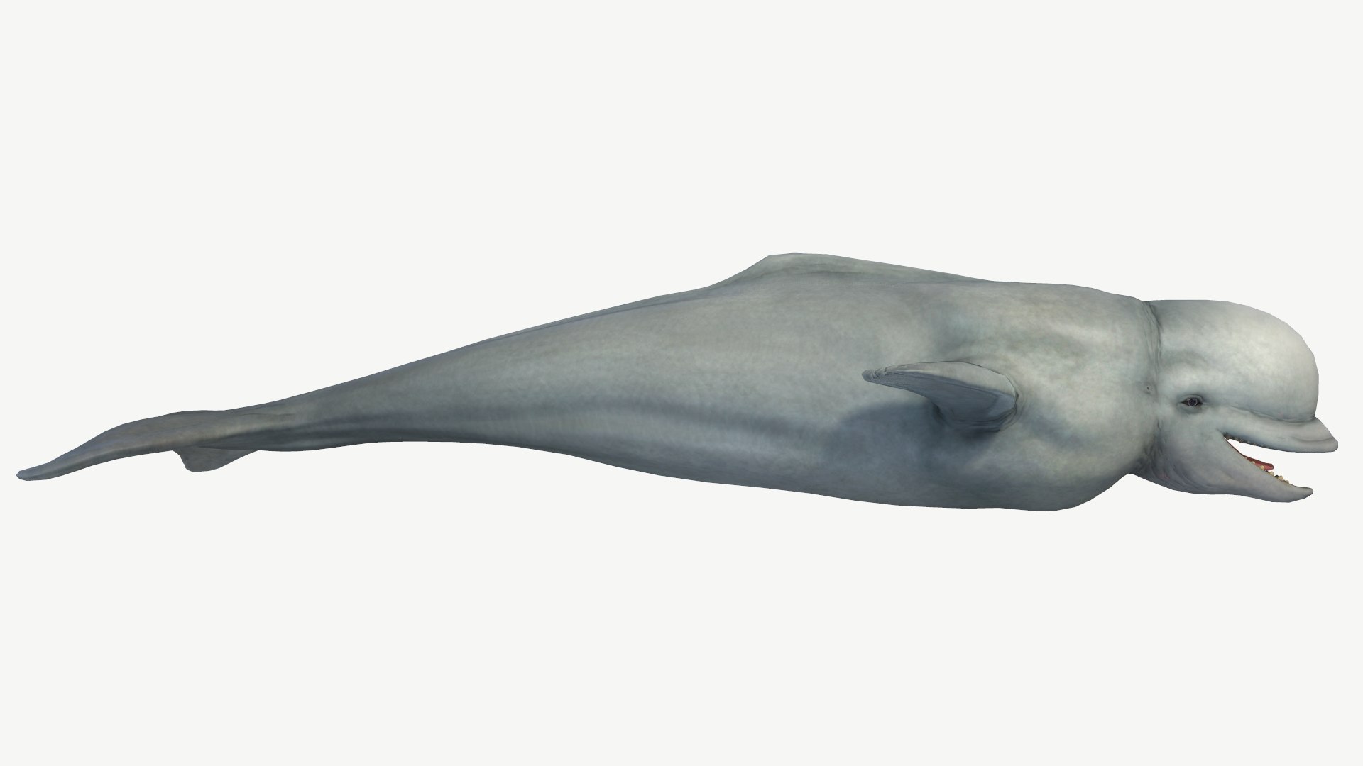 Beluga Whale 3D model - TurboSquid 1966504