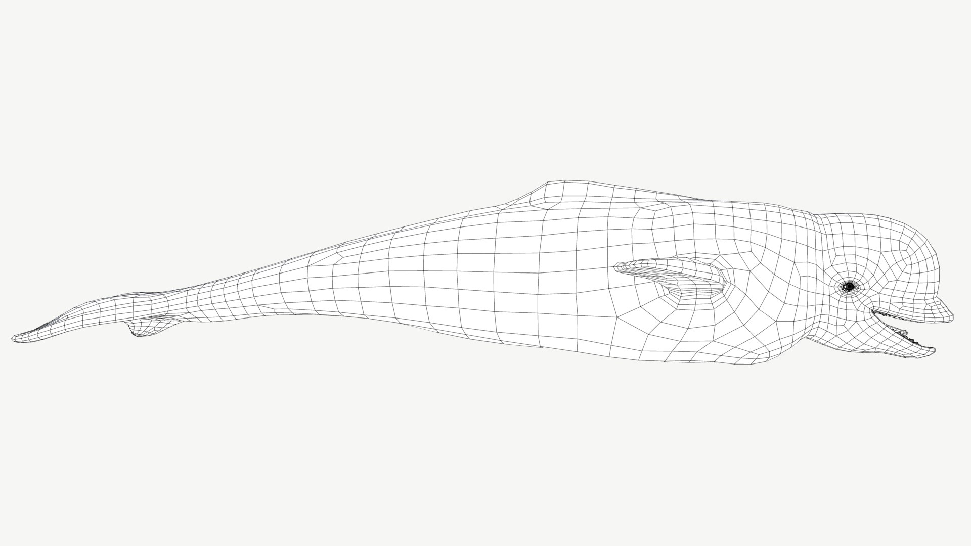 Beluga Whale 3D model - TurboSquid 1966504