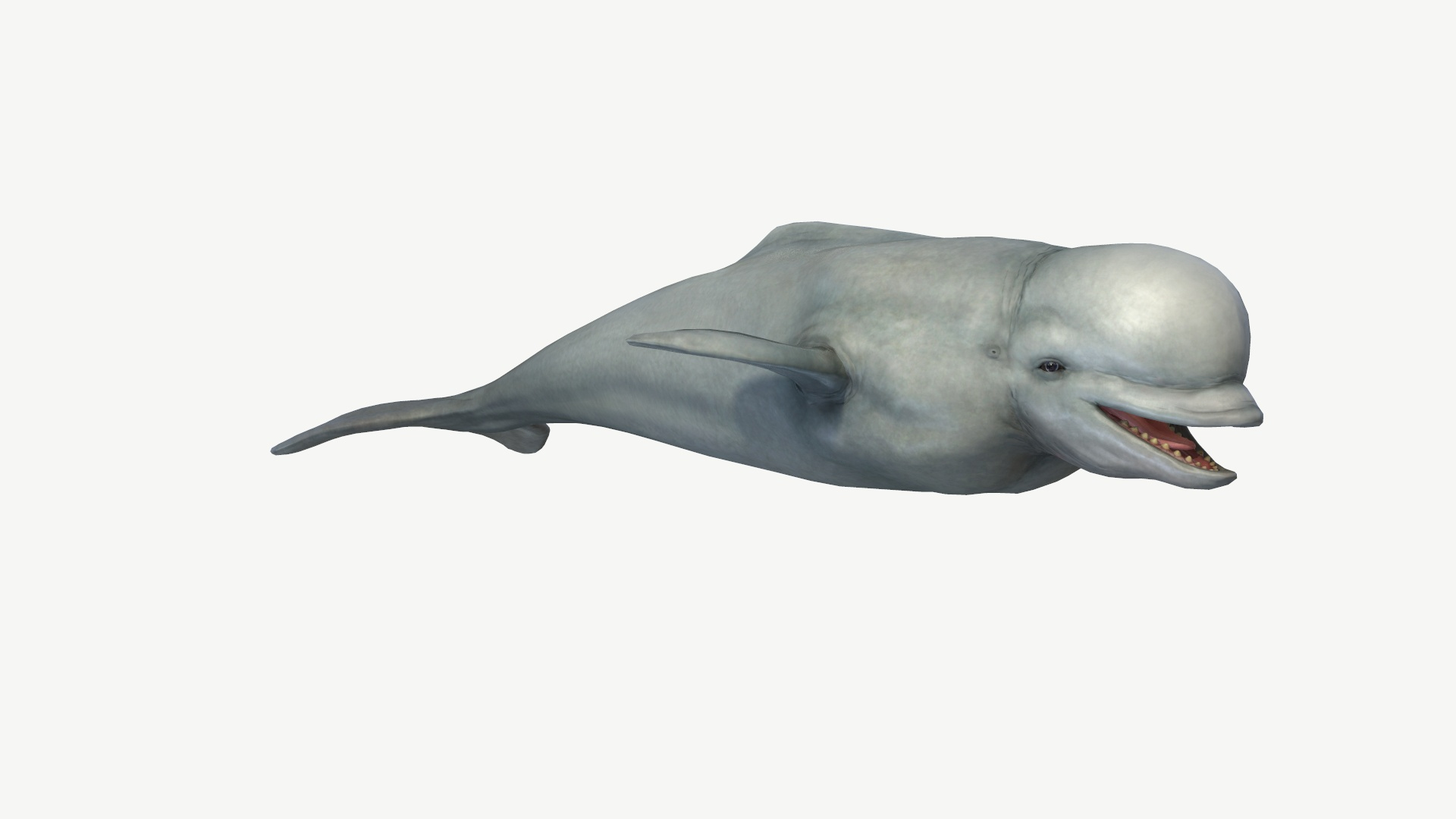 Beluga Whale 3D model - TurboSquid 1966504