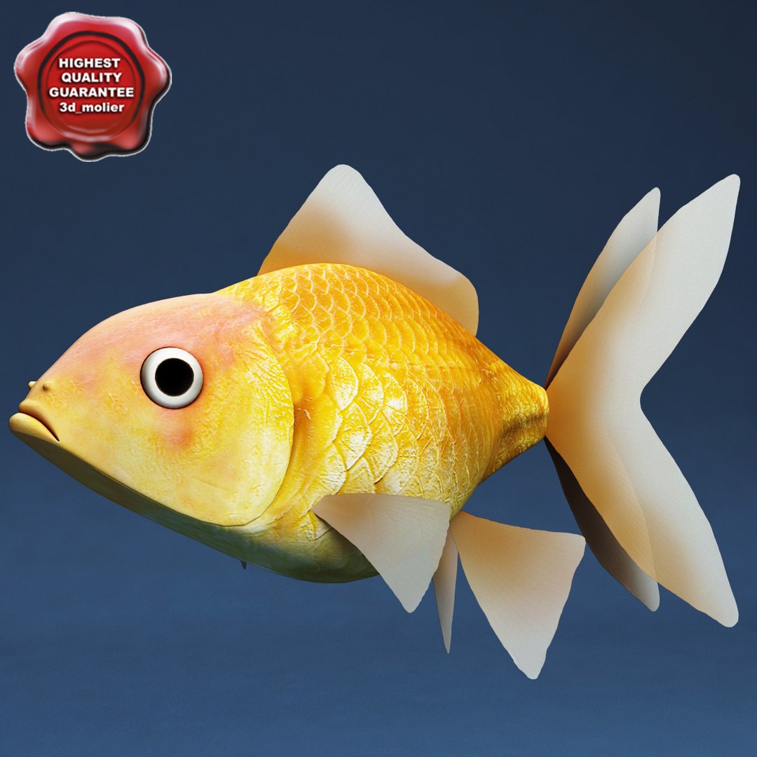 Gold Fish 3d C4d