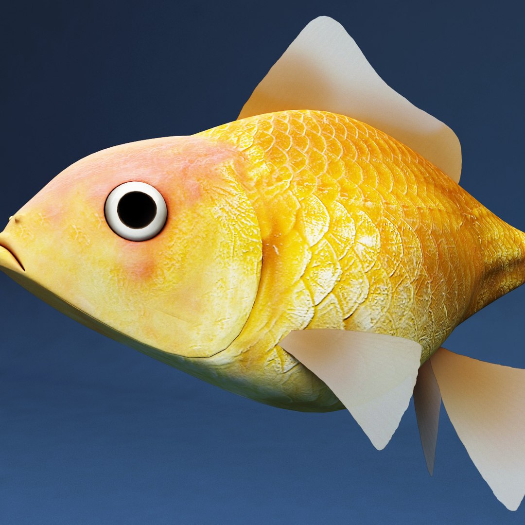Gold Fish 3d C4d
