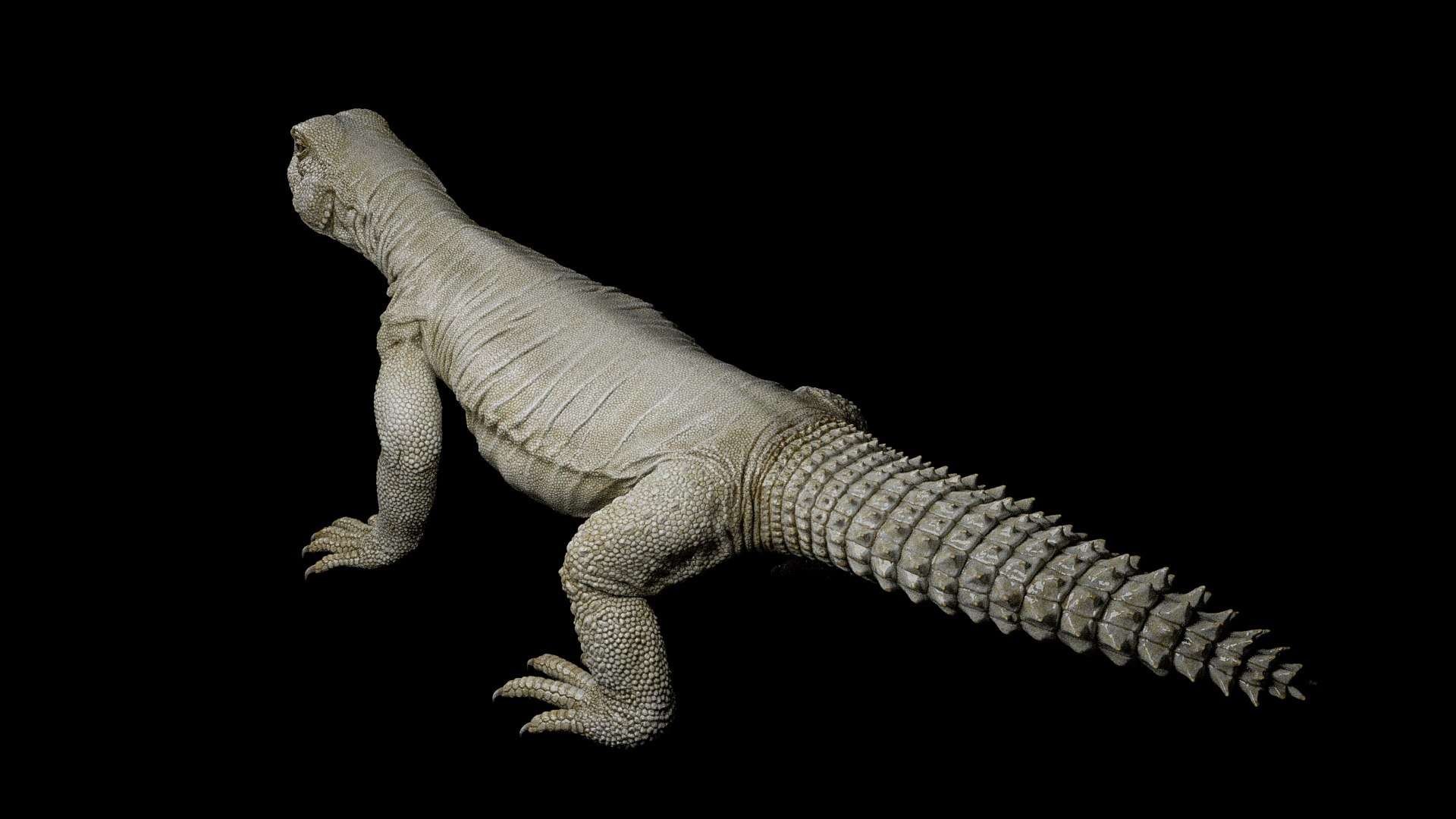 Uromastyx Lizard 3D - TurboSquid 1371119
