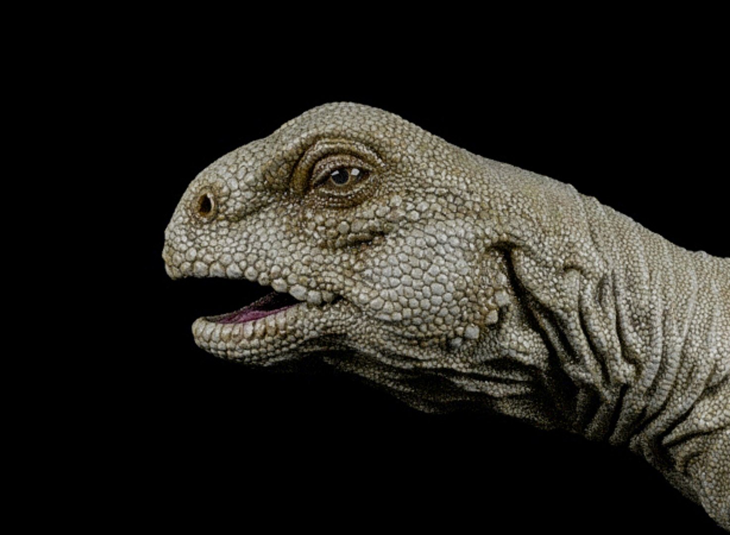 Uromastyx Lizard 3D - TurboSquid 1371119