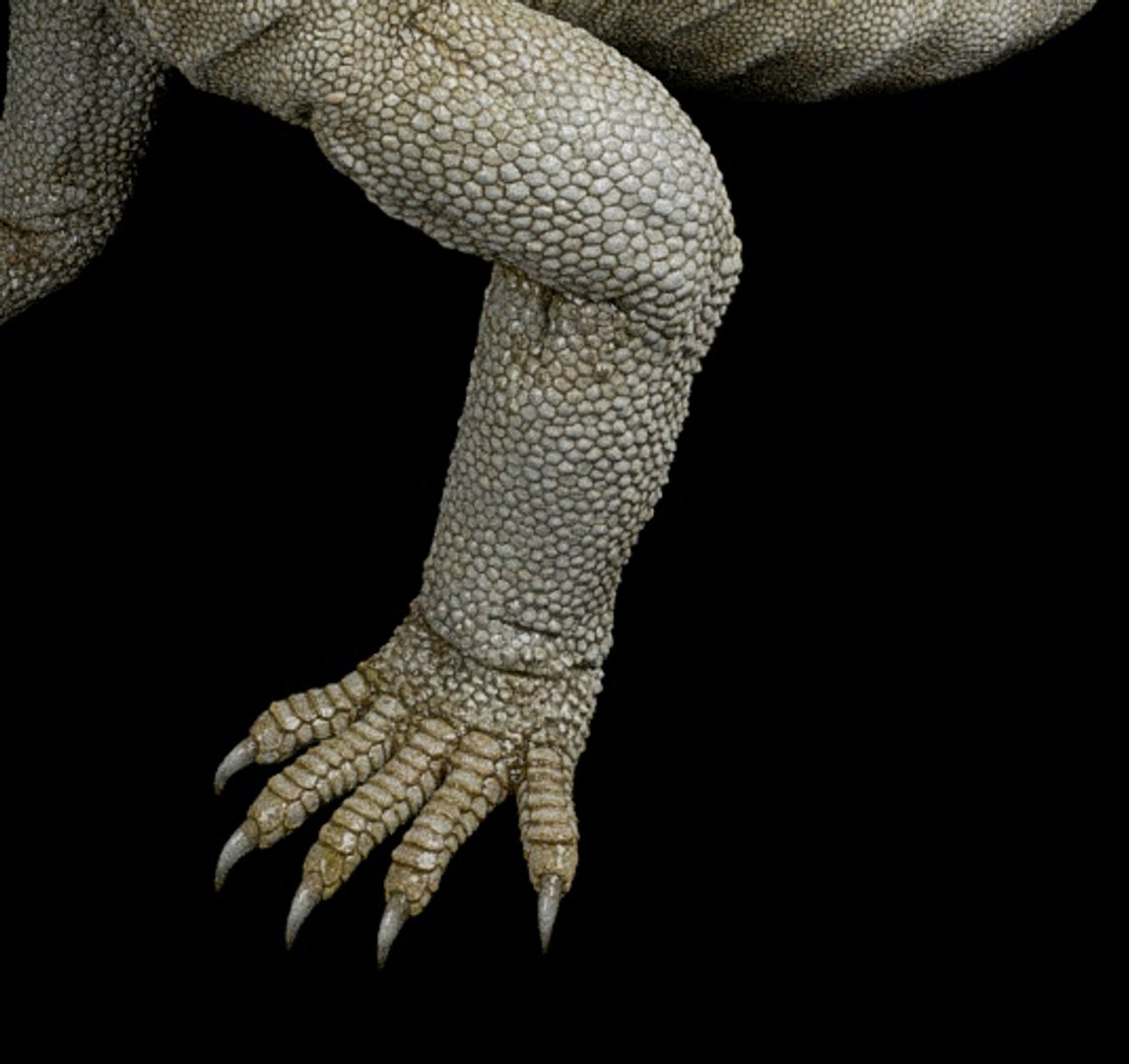 Uromastyx Lizard 3D - TurboSquid 1371119