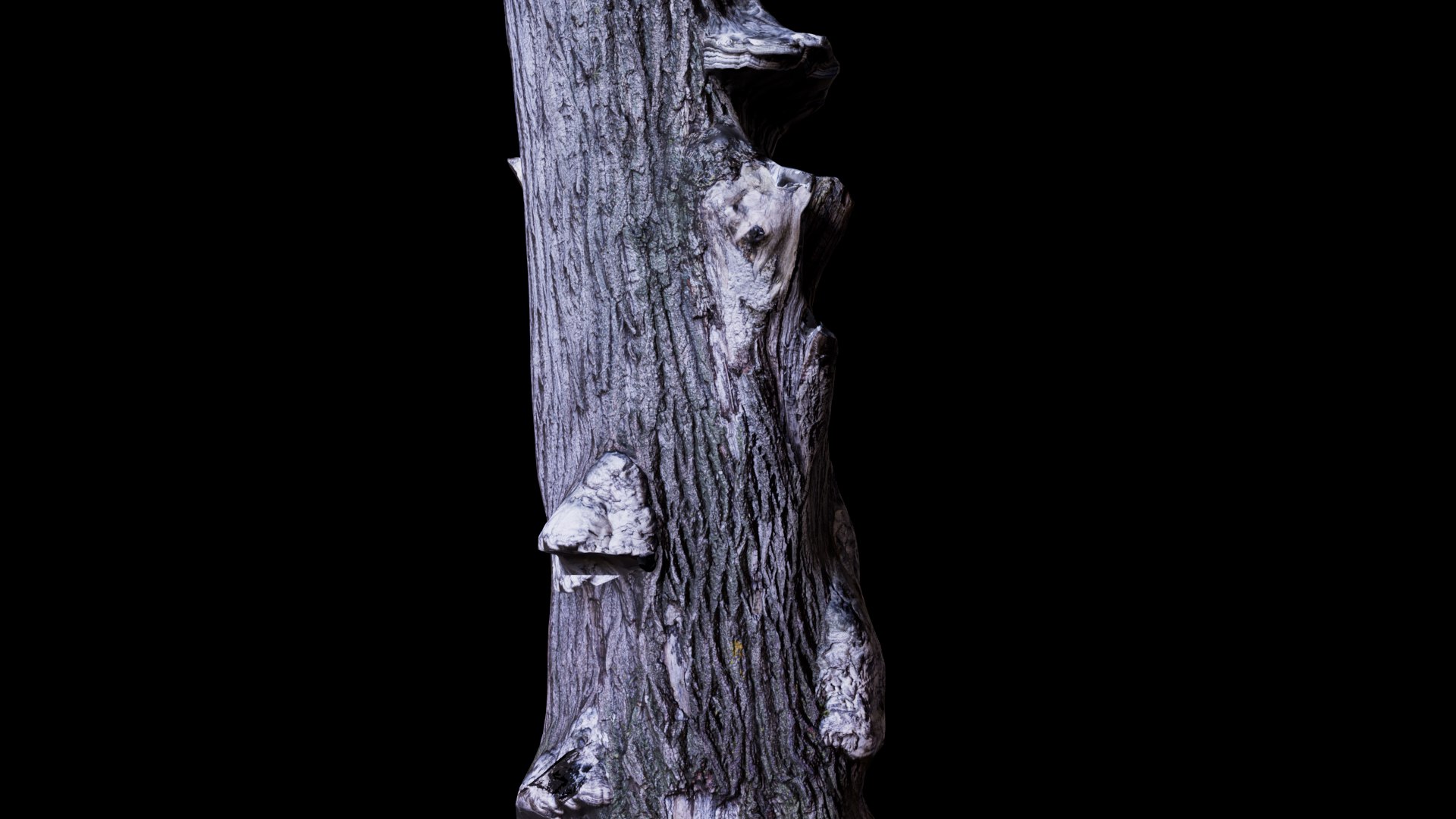 3D Tree 11 Photogrammetry - TurboSquid 2187950