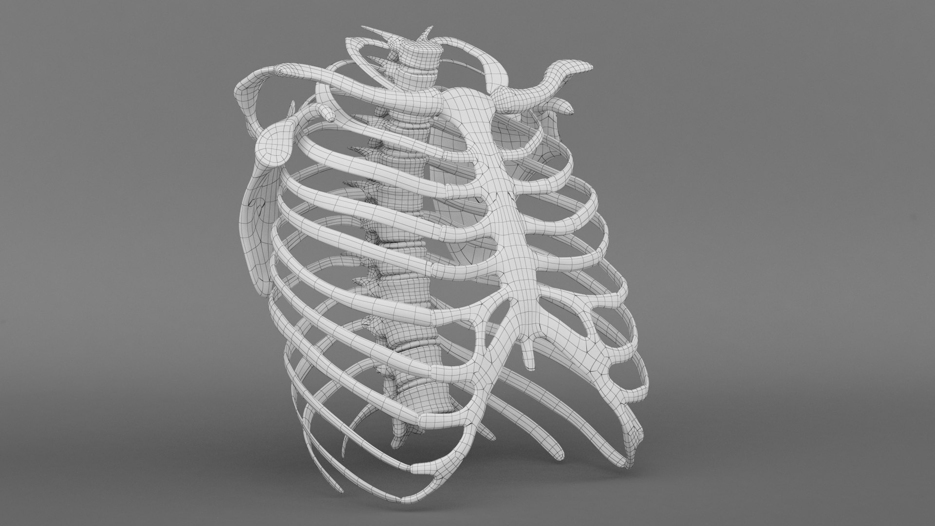 3d model ribcage complete