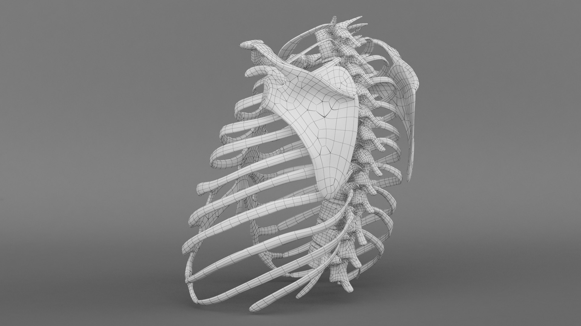 3d model ribcage complete